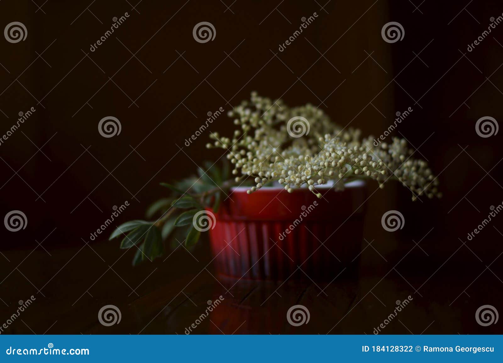 Beautiful Background with Shock Flower Sambucus Nigra Stock Photo ...