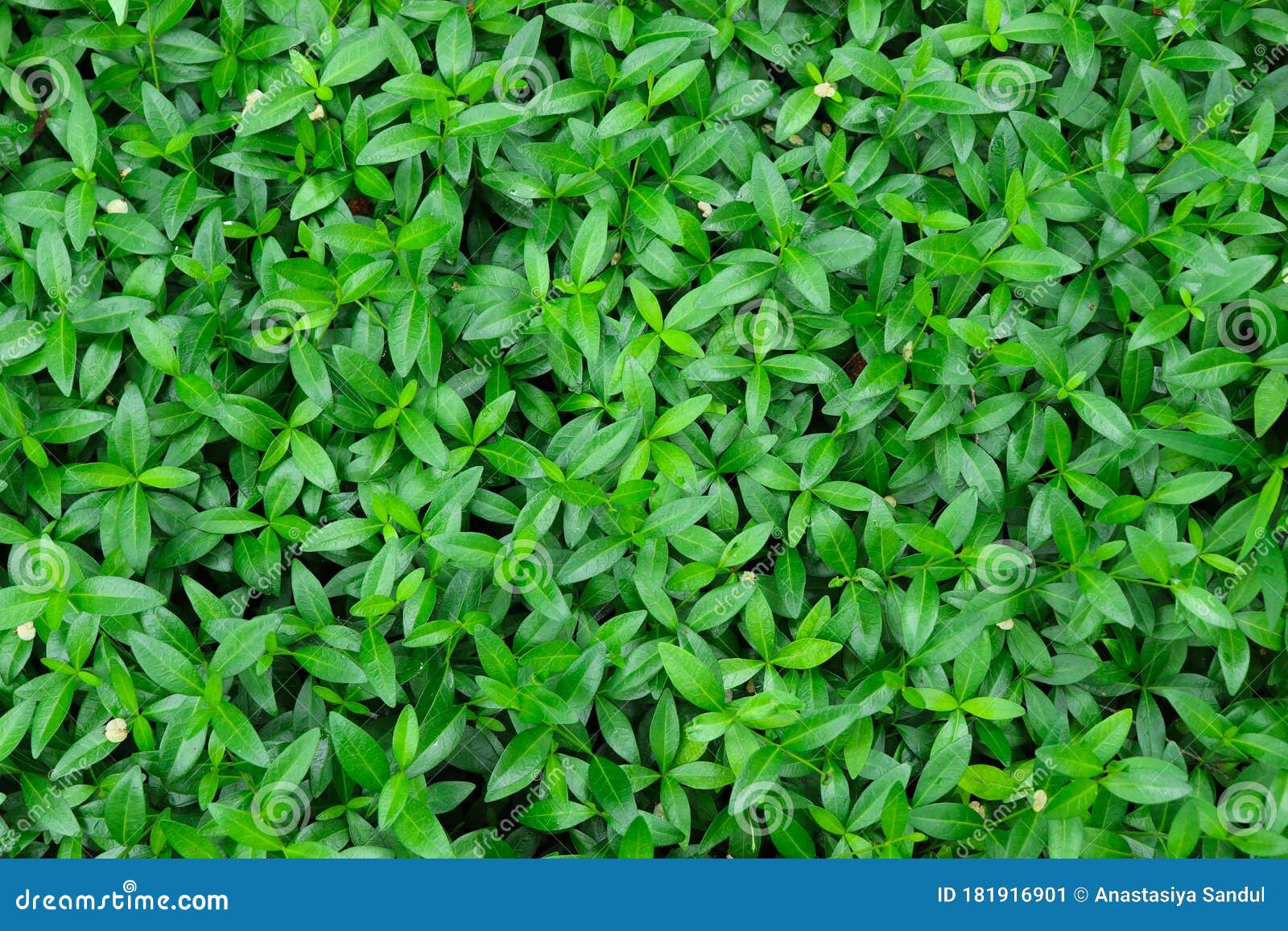 Beautiful Background of Thickets of Periwinkle Stock Image - Image of ...
