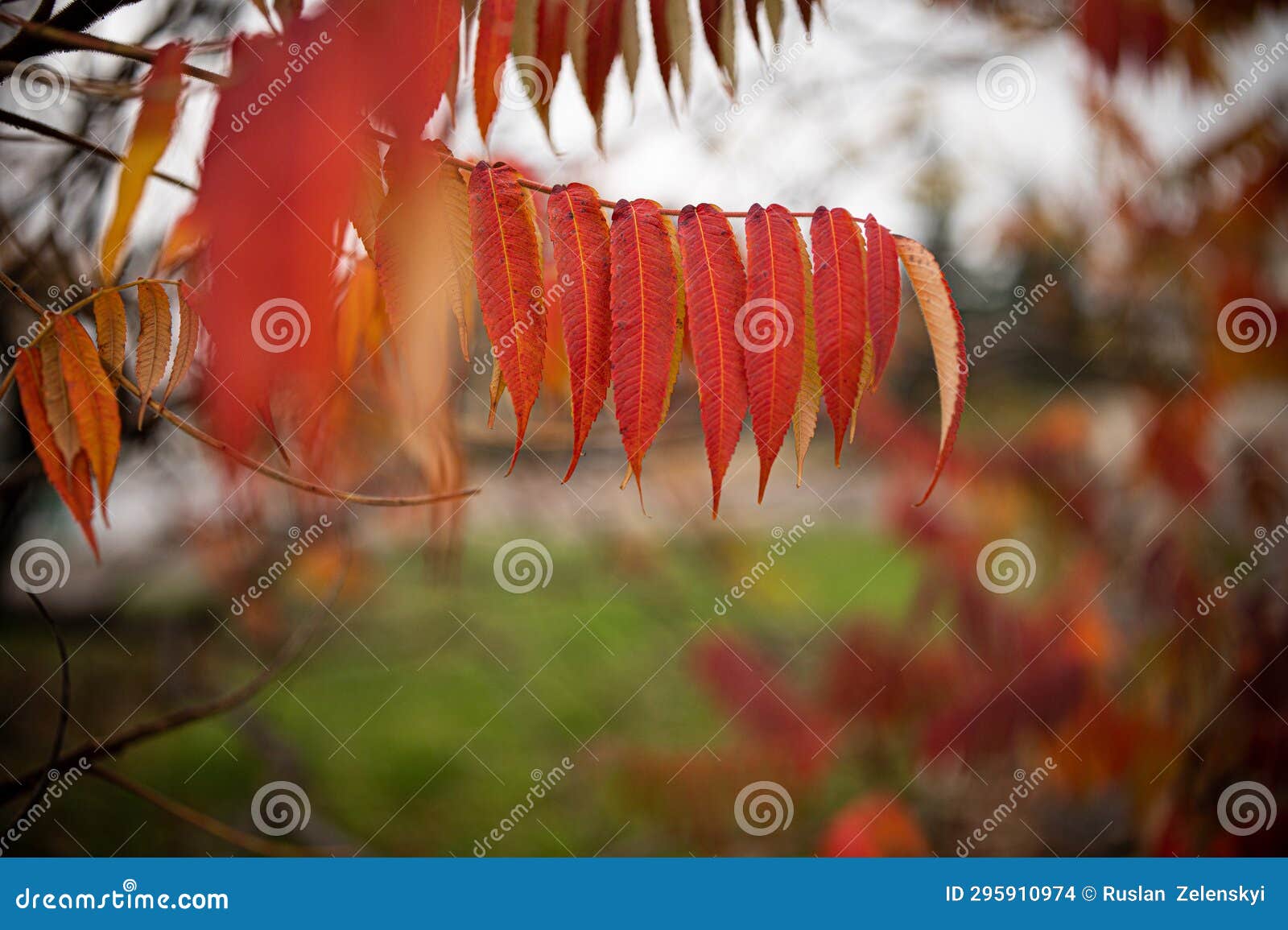Tree with red leaves stock photo. Image of shrub, blossom - 295910974