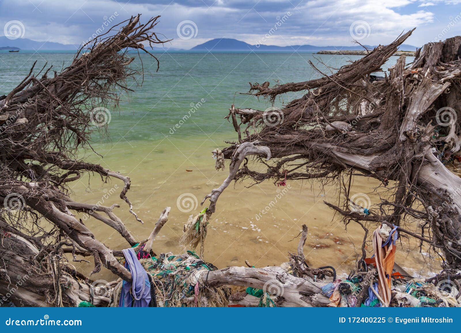 Beautiful Background with Tree Roots on Beach Stock Image - Image of ...