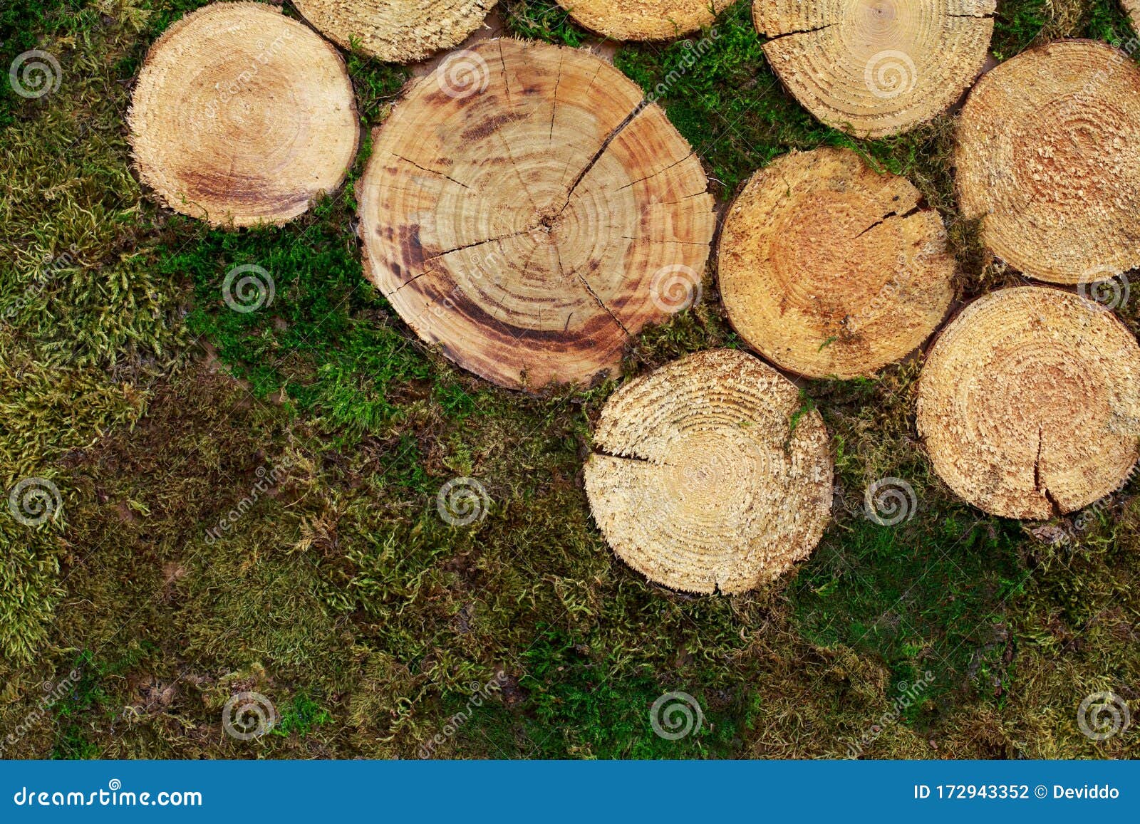 Beautiful Background of Tree Trunks Stock Photo - Image of forest ...