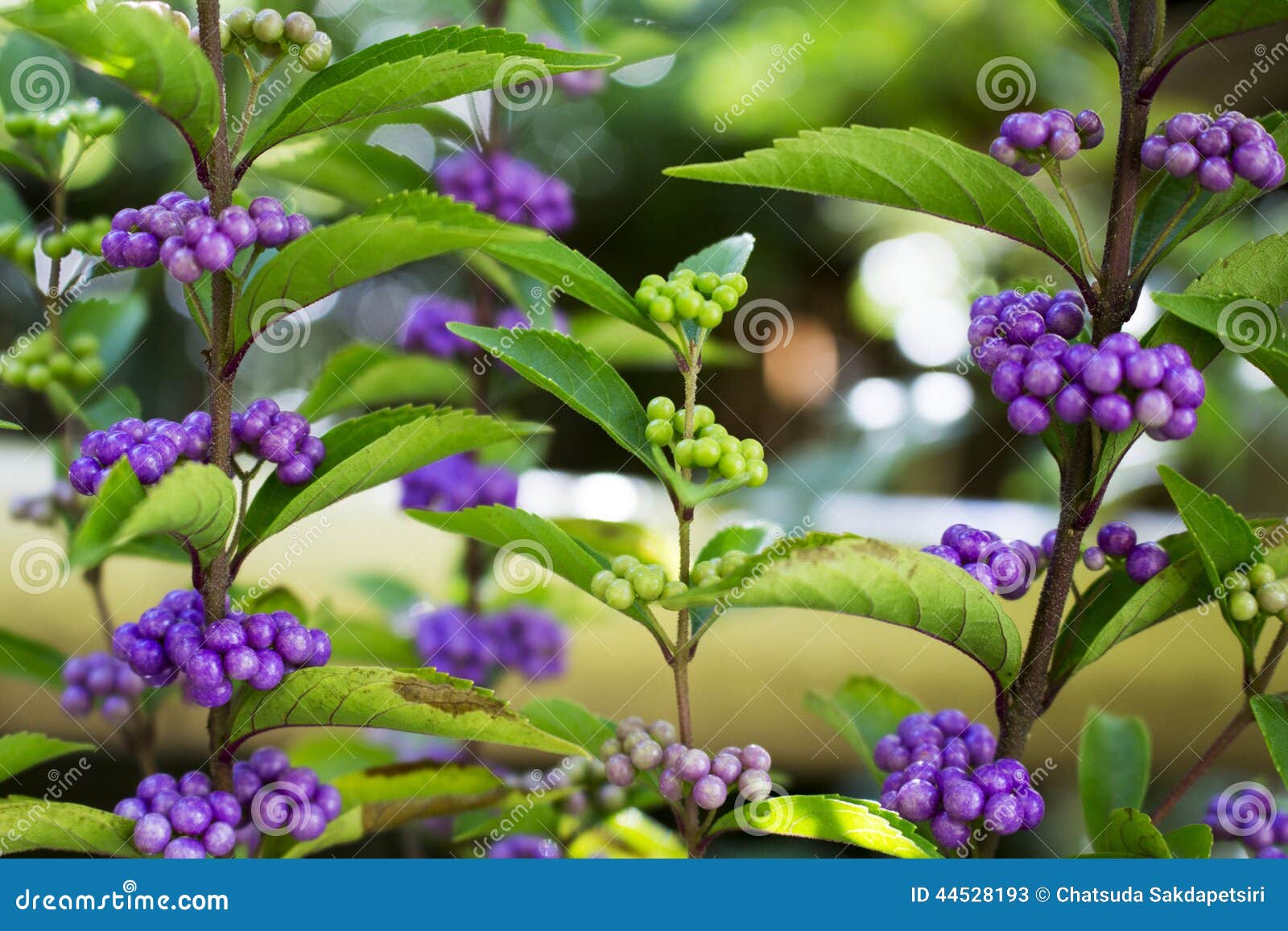 Beautiful Background of Violet and Green Seed Japanese Herb Tree Stock ...