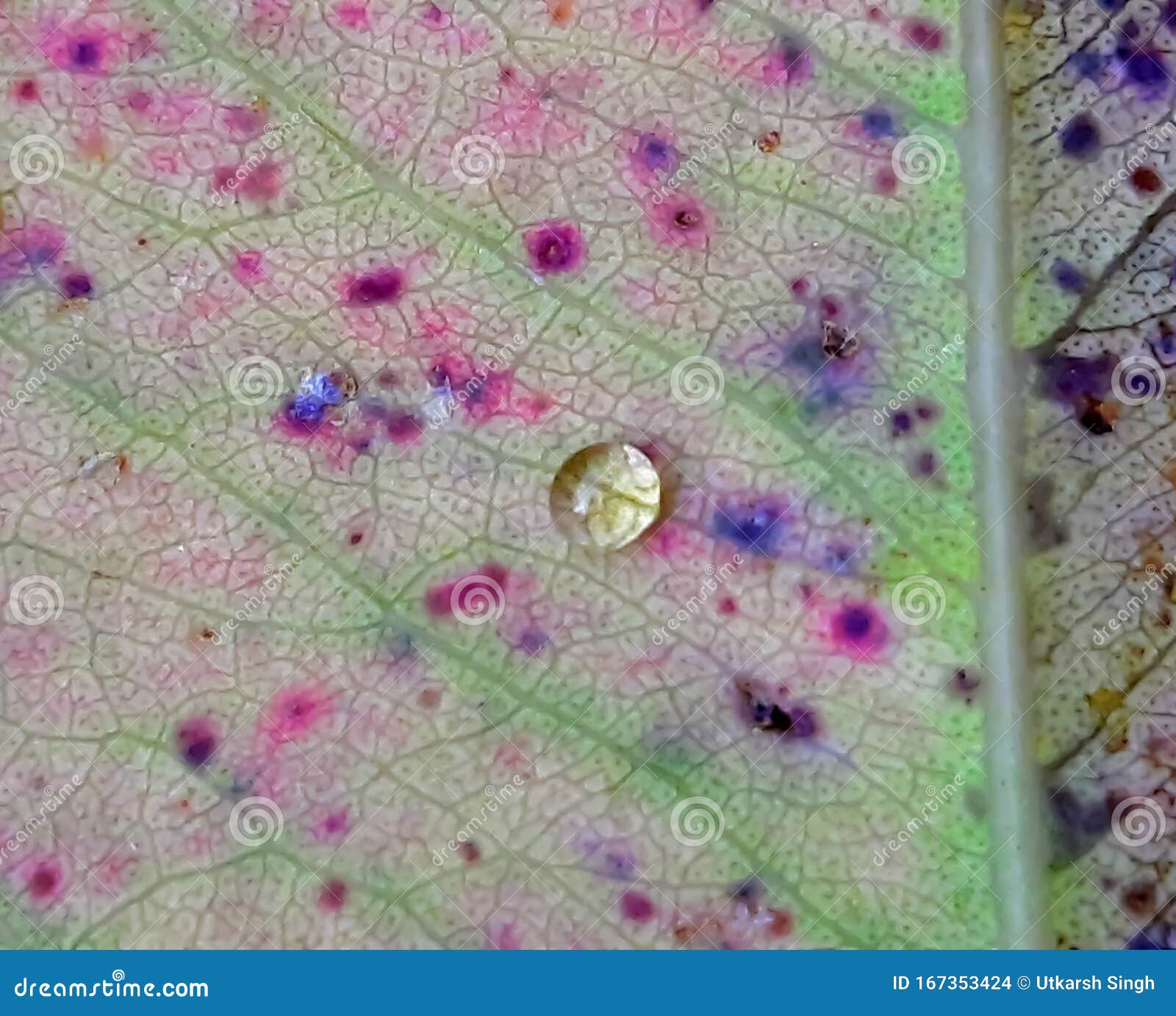 Beautiful Background Wallpaper and Drops Stock Photo - Image of drops ...