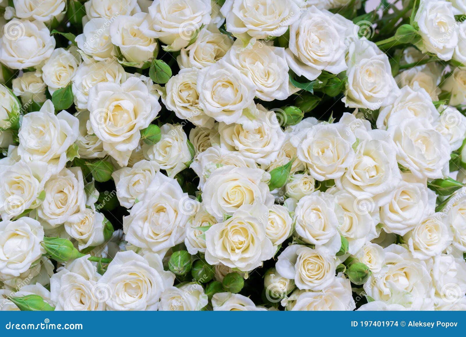 Beautiful Background of White Roses. Stock Photo - Image of bloom, love ...