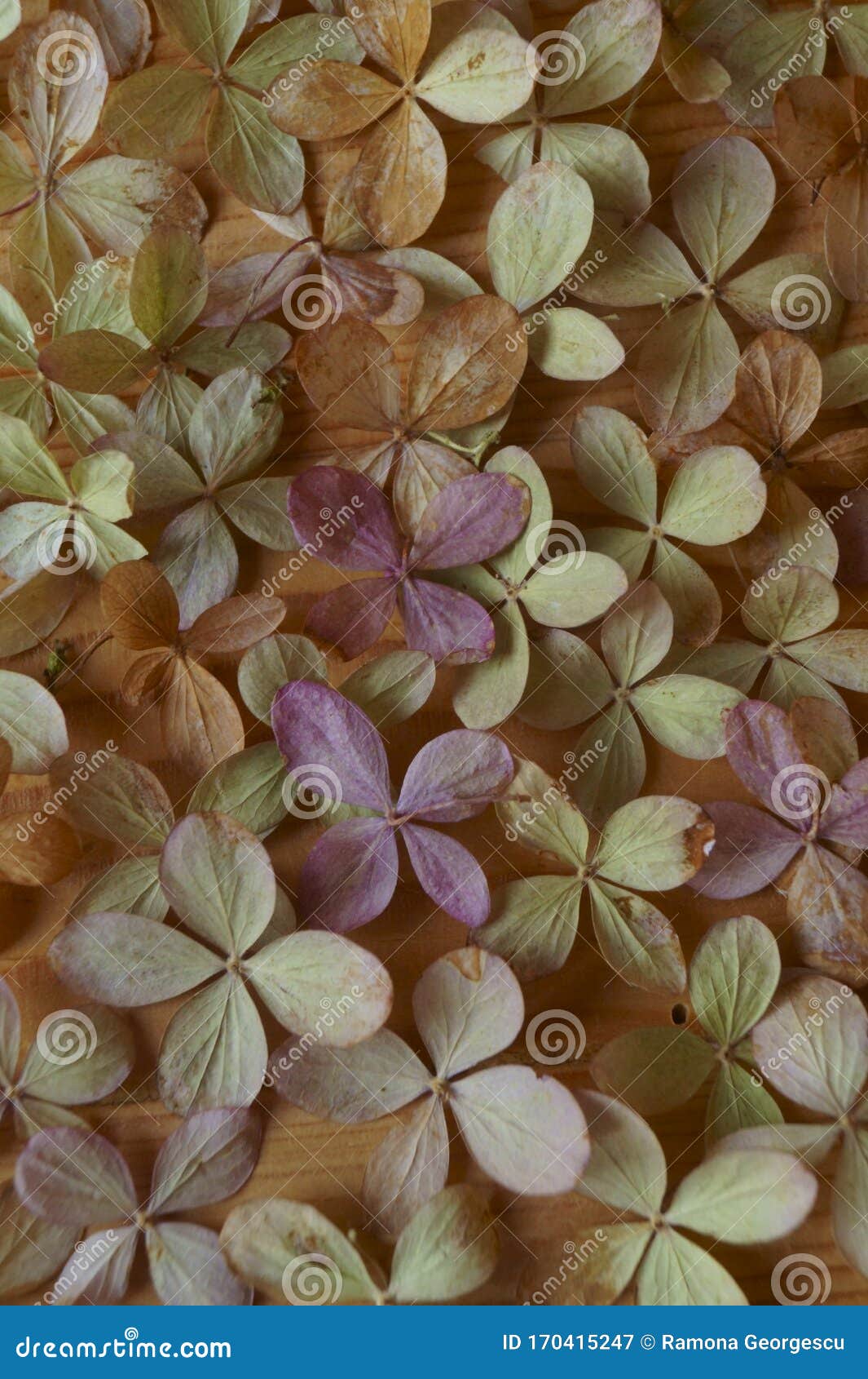 Background with Withered Hydrangea Flowers Stock Image - Image of ...