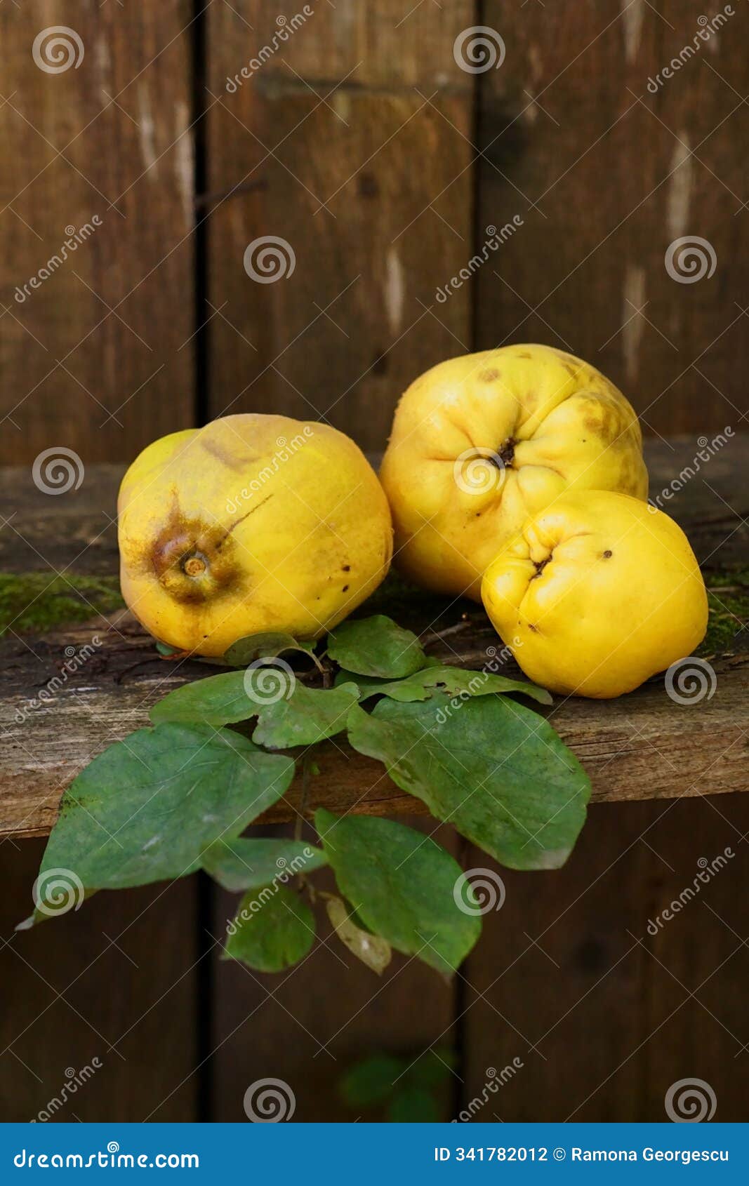 Beautiful Background with Yellow Quince Cydonia Oblonga Stock Photo ...