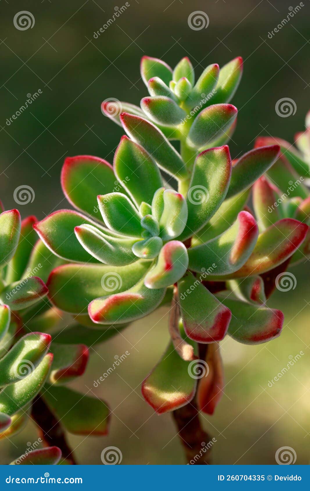 Beautiful Cactus Background Stock Image - Image of cactus, fresh: 260704335
