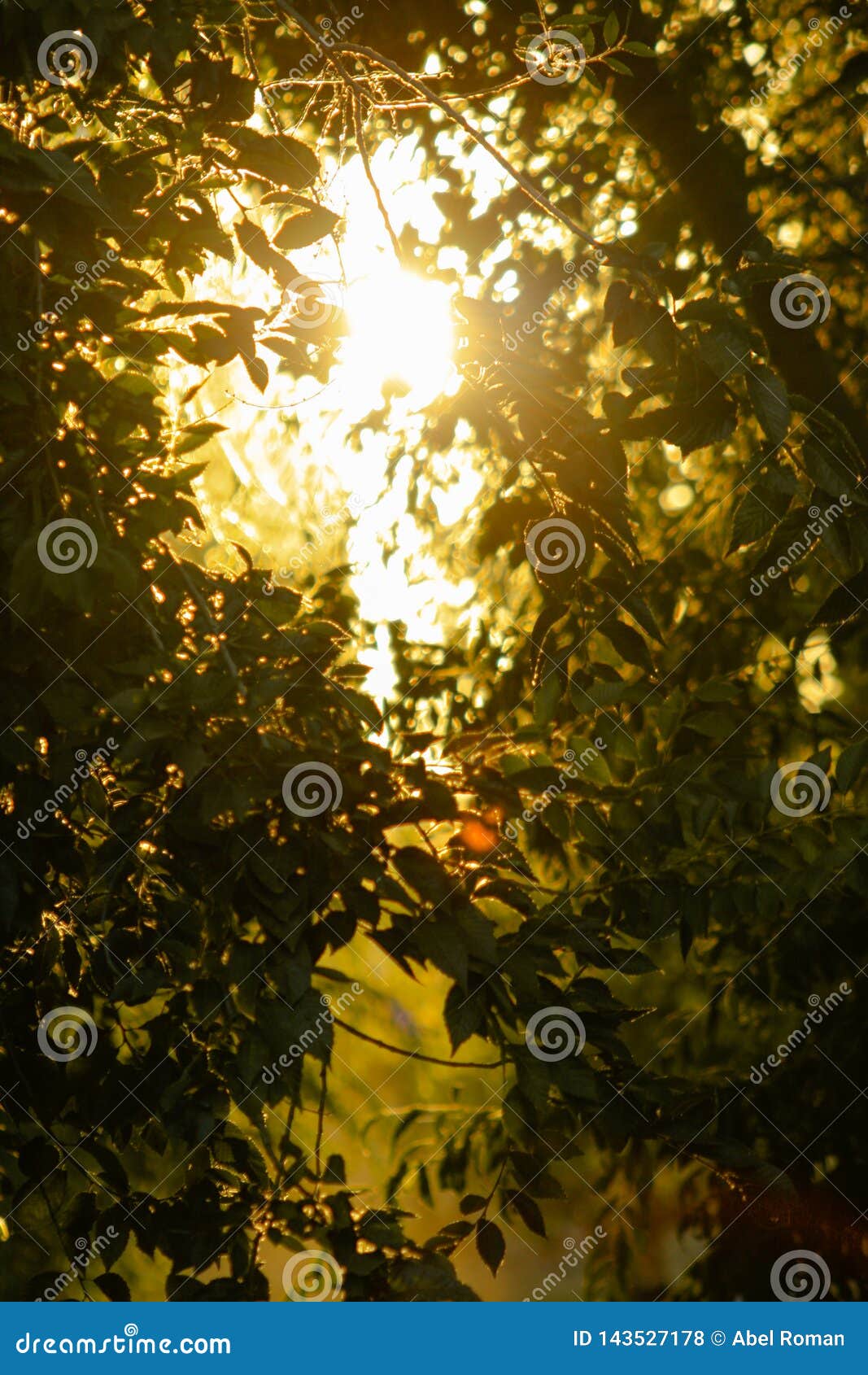 Beautiful Backlight through the Leaves of the Trees Stock Photo - Image ...