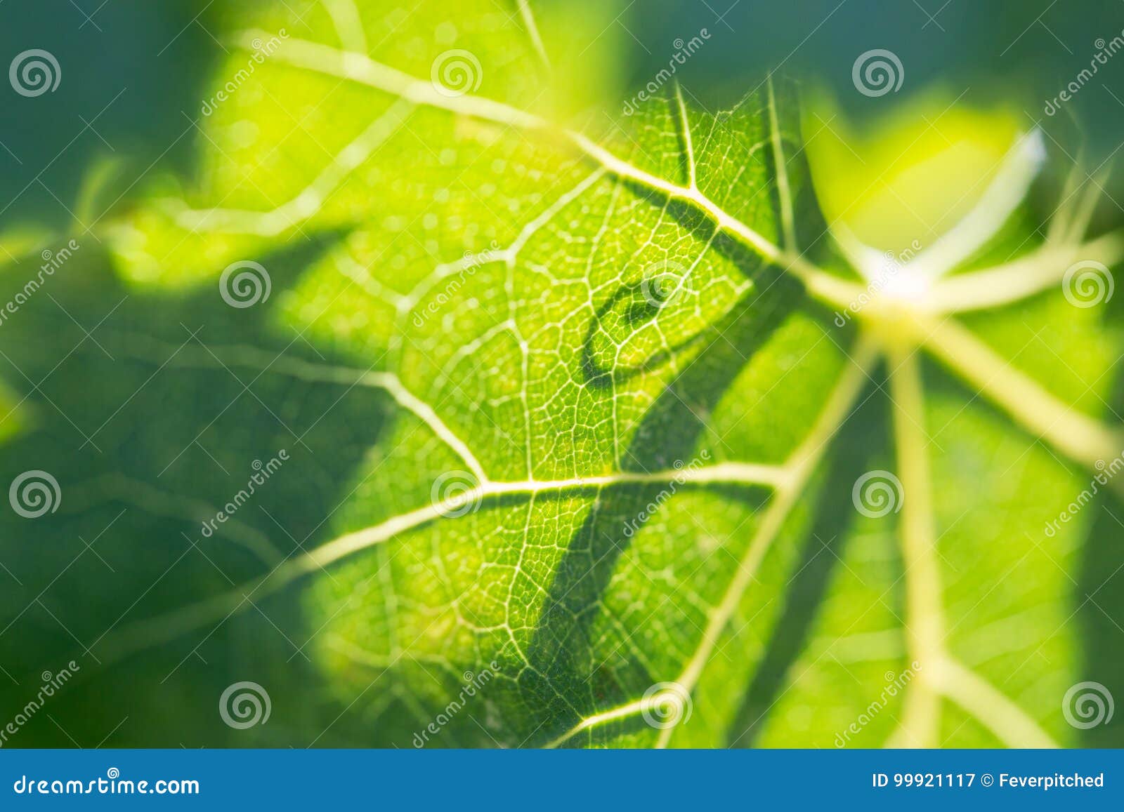 Beautiful Backlit Grape Leaf with Shadow of Vine. Stock Image - Image ...