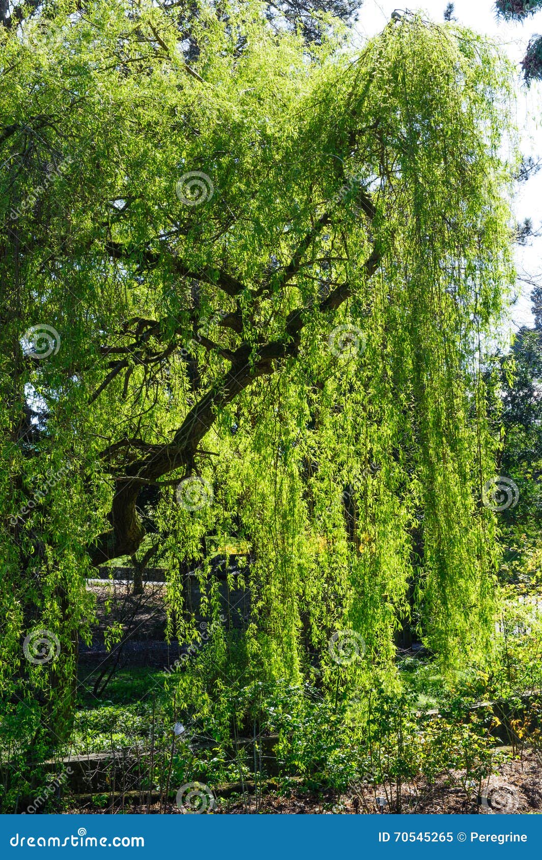 Beautiful Backlit View of Weeping Willow Tree Stock Image - Image of ...