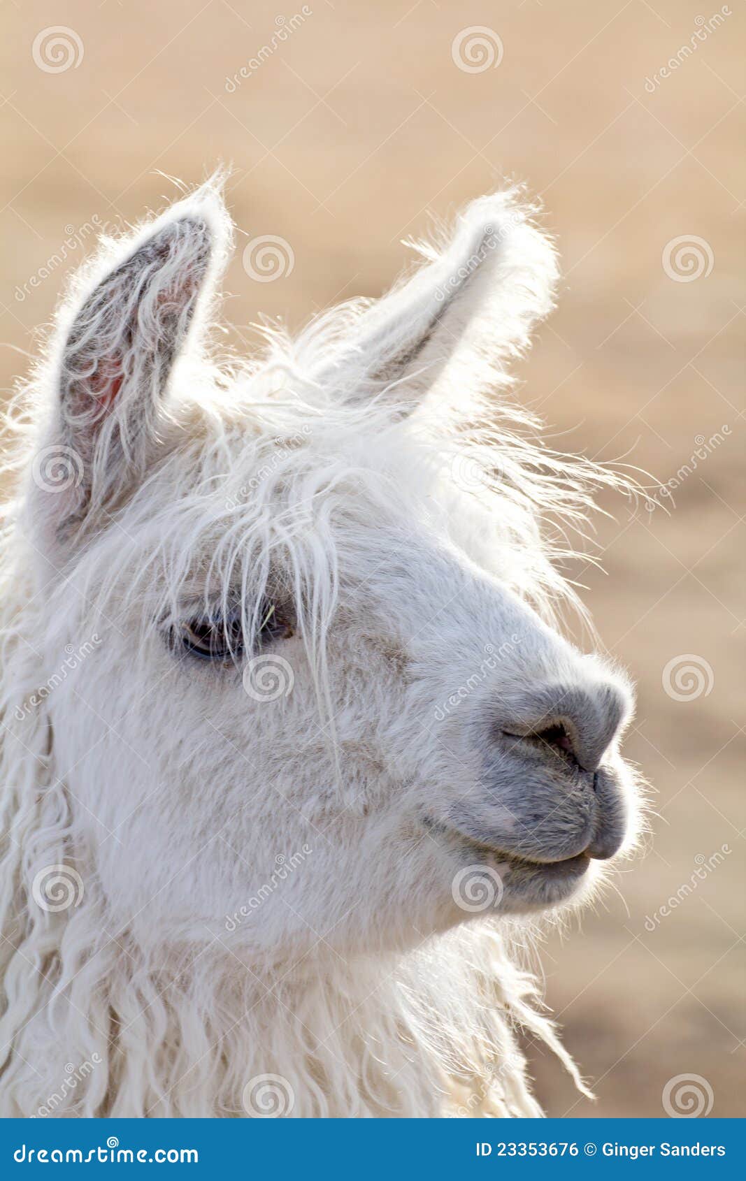 White Llama Head