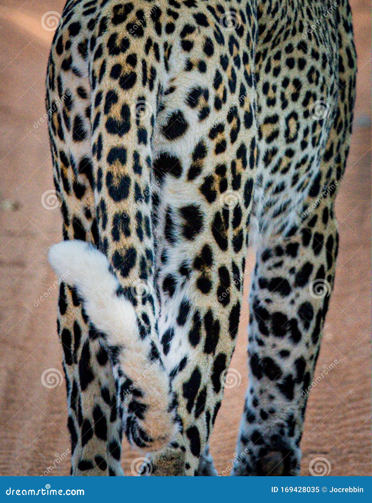 Beautiful Backside and Tail of Leopard Walking Away Stock Image - Image ...