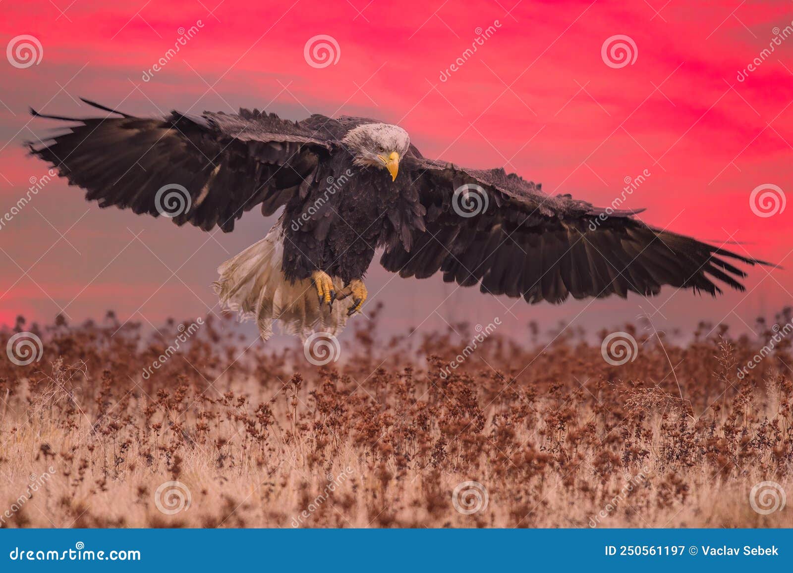 Beautiful Bald Eagle in Flight at Sunset Stock Image - Image of nature ...