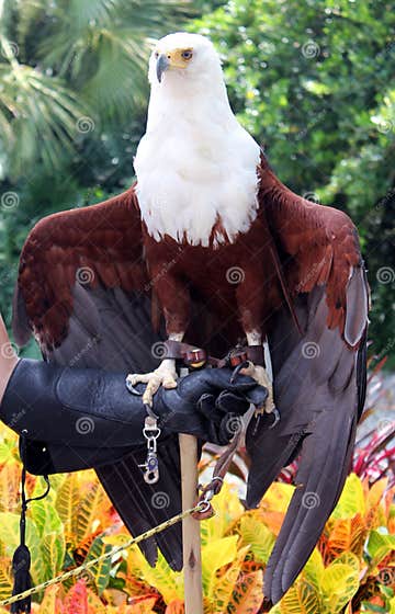 Beautiful Bald Eagle on Hand Stock Image - Image of beak, bird: 43317111