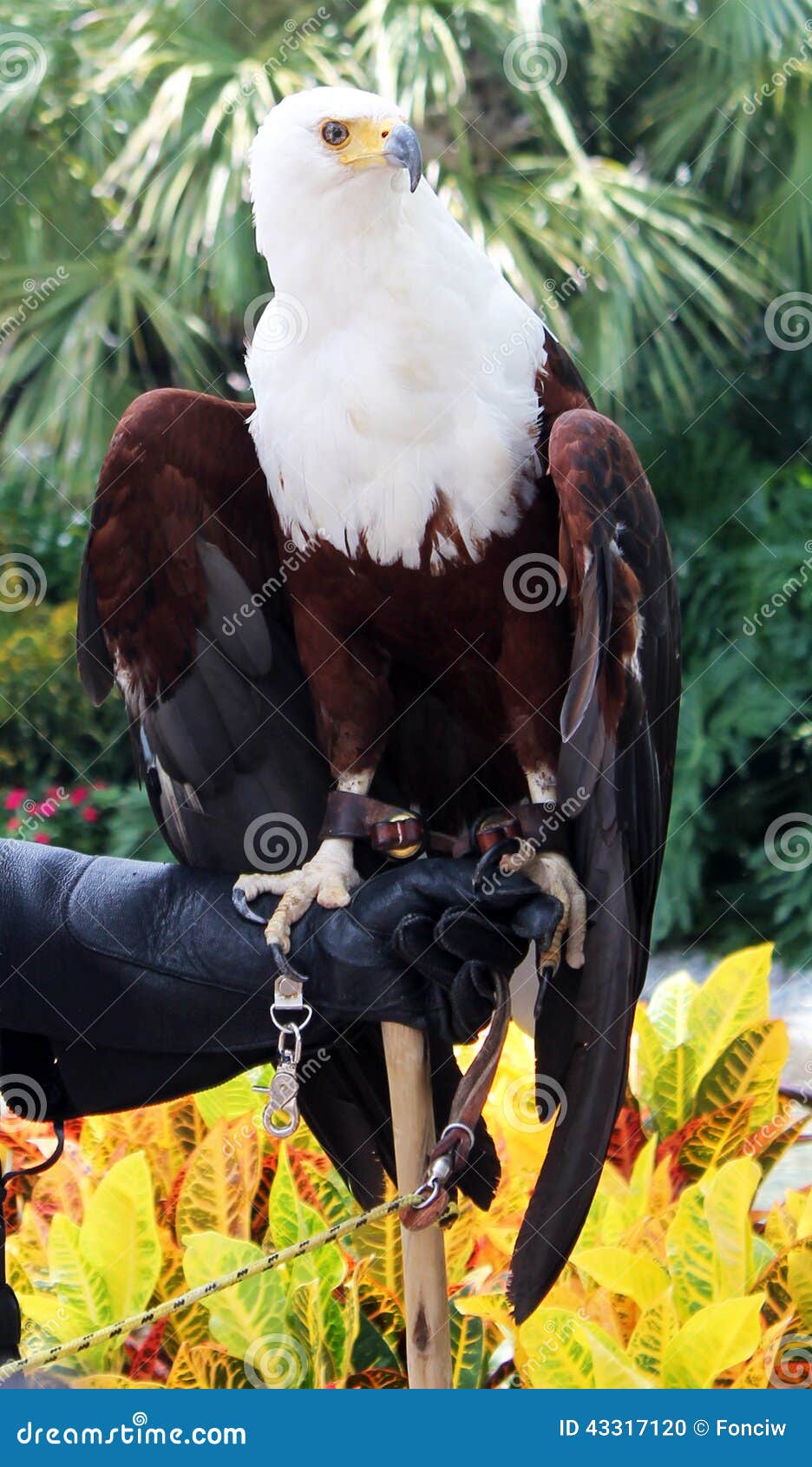 Beautiful Bald Eagle on Hand Stock Photo - Image of american, bird ...