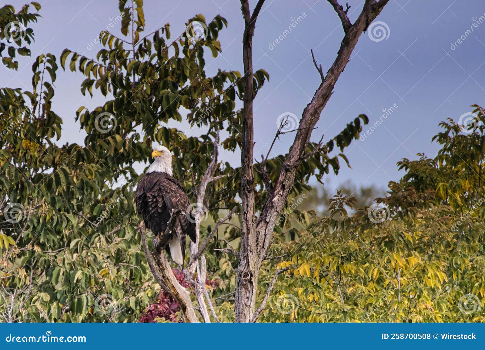 Beautiful Bald Eagle Perched on a Broken Branch in a Park Stock Photo ...