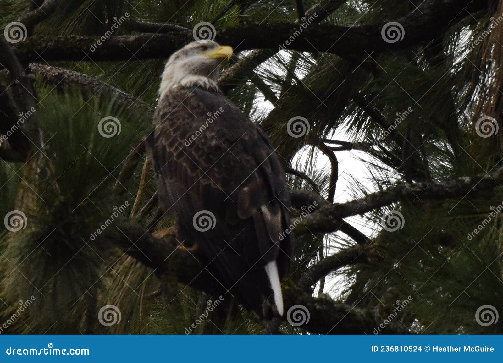 Beautiful Bald Eagle Perched in a Pine Tree Stock Photo - Image of ...