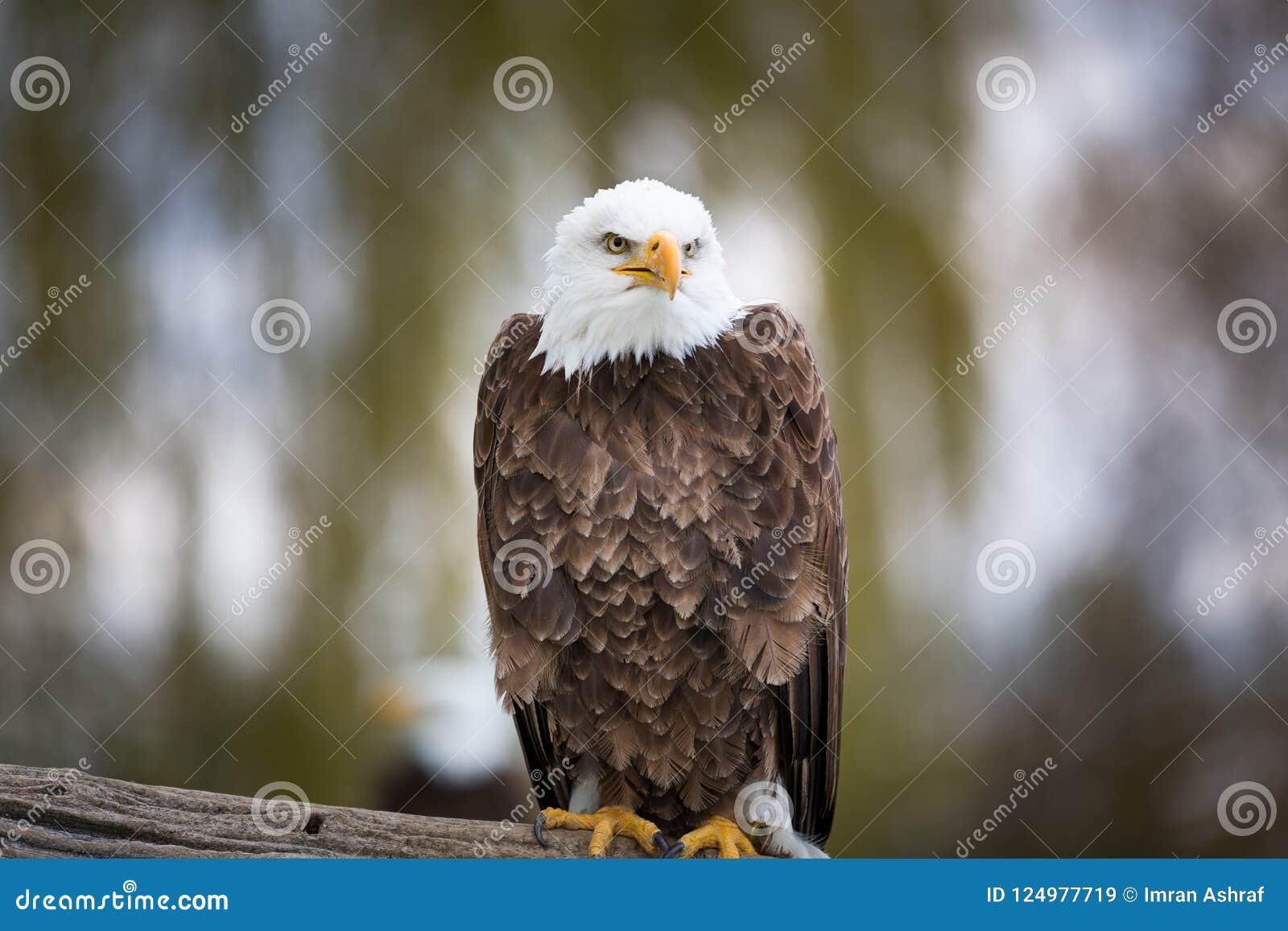 A Beautiful Bald Eagle Sitting on a Tree Stock Image - Image of bird ...