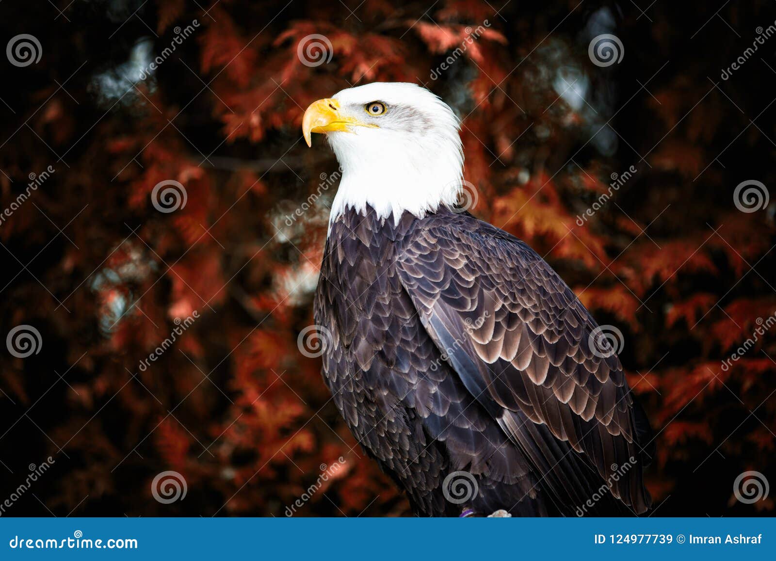 A Beautiful Bald Eagle Sitting on a Tree Stock Image - Image of falcon ...