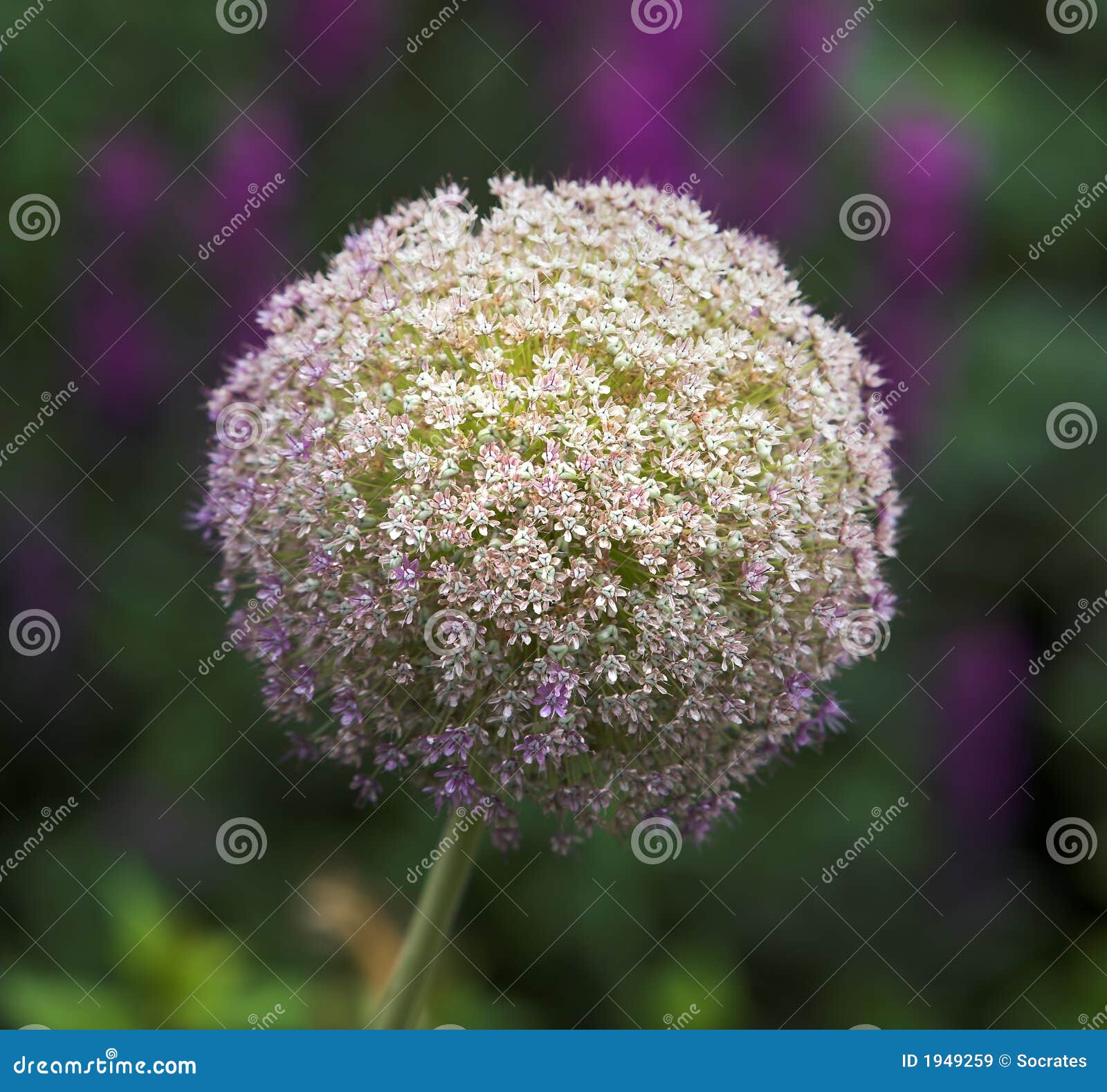 Beautiful ball flower stock image. Image of fragrant, plant - 1949259