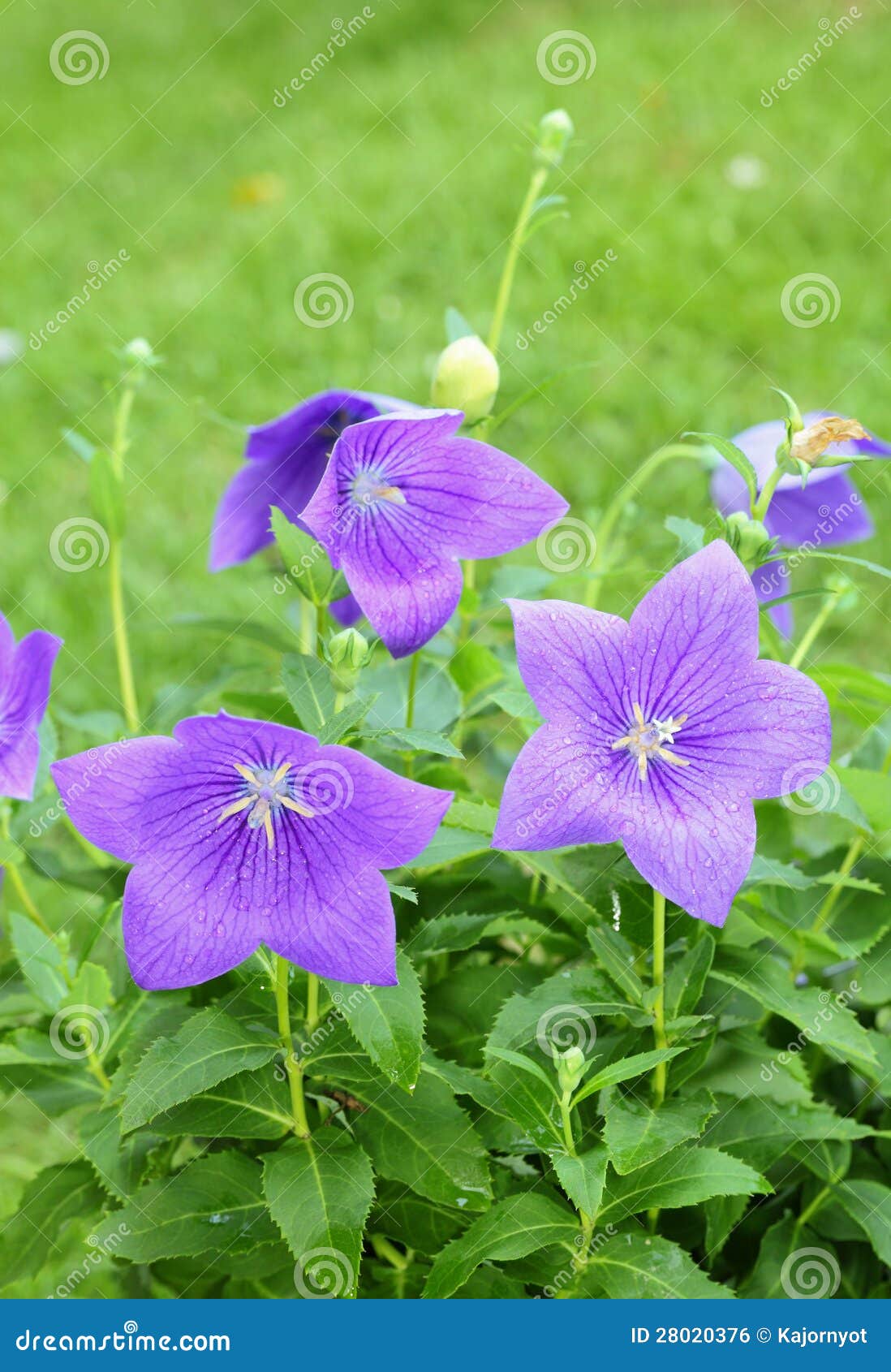 Beautiful Balloon flower stock photo. Image of floral - 28020376