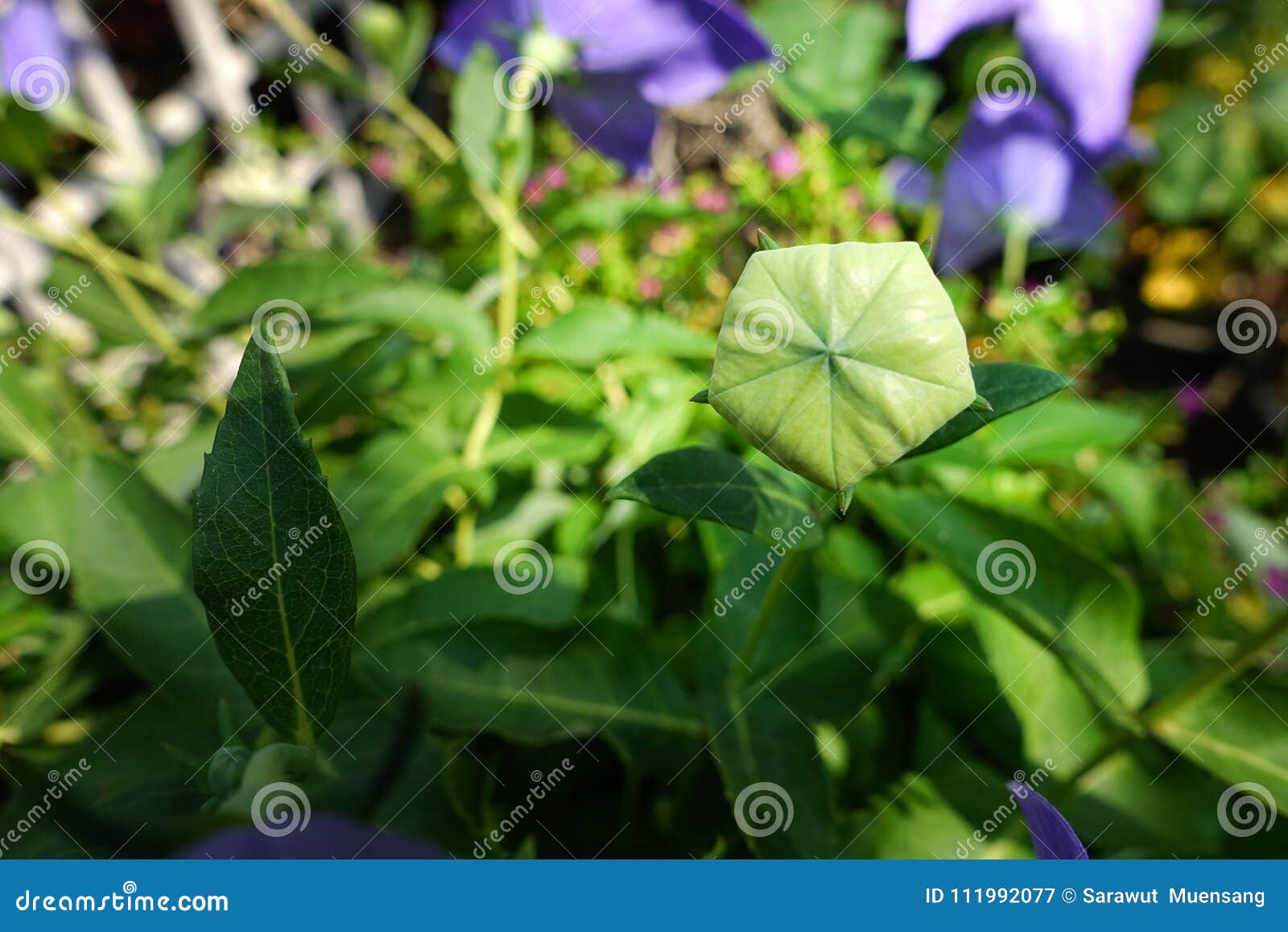 Beautiful Balloon flower stock image. Image of craft - 111992077