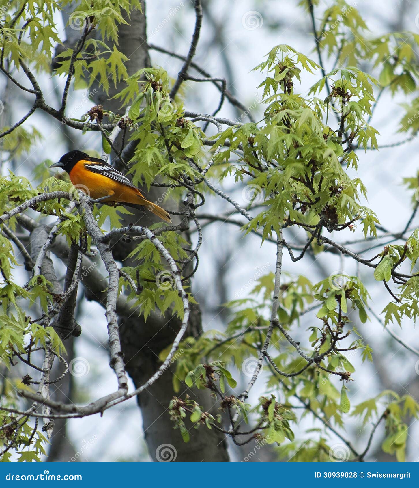 Beautiful baltimore oriole stock photo. Image of galbula - 30939028