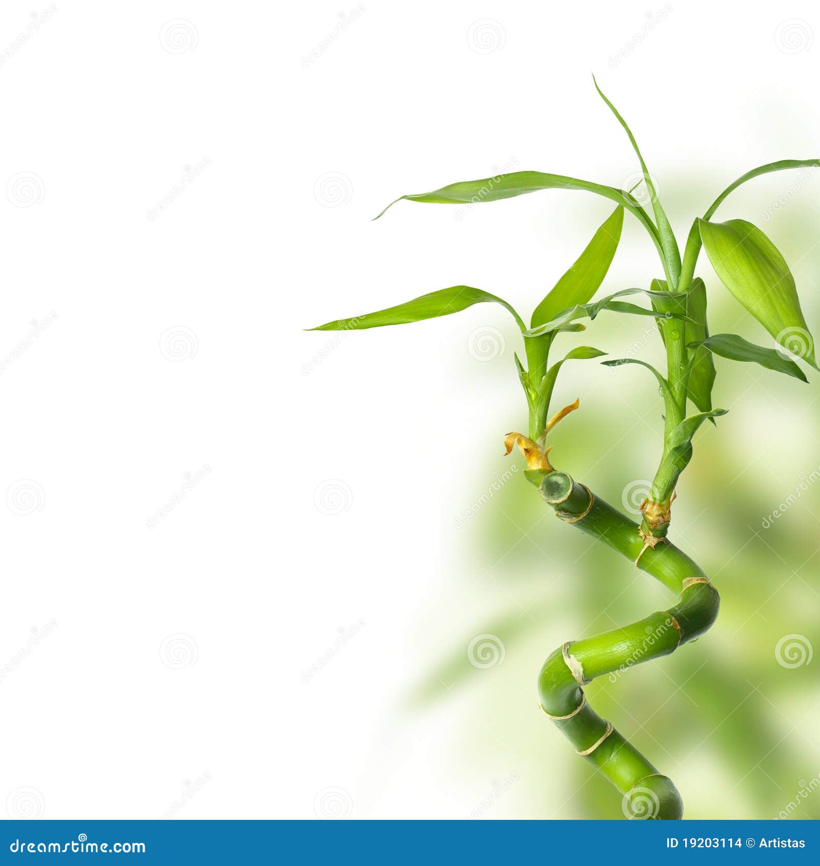Beautiful Bamboo Border stock photo. Image of bamboo - 19203114