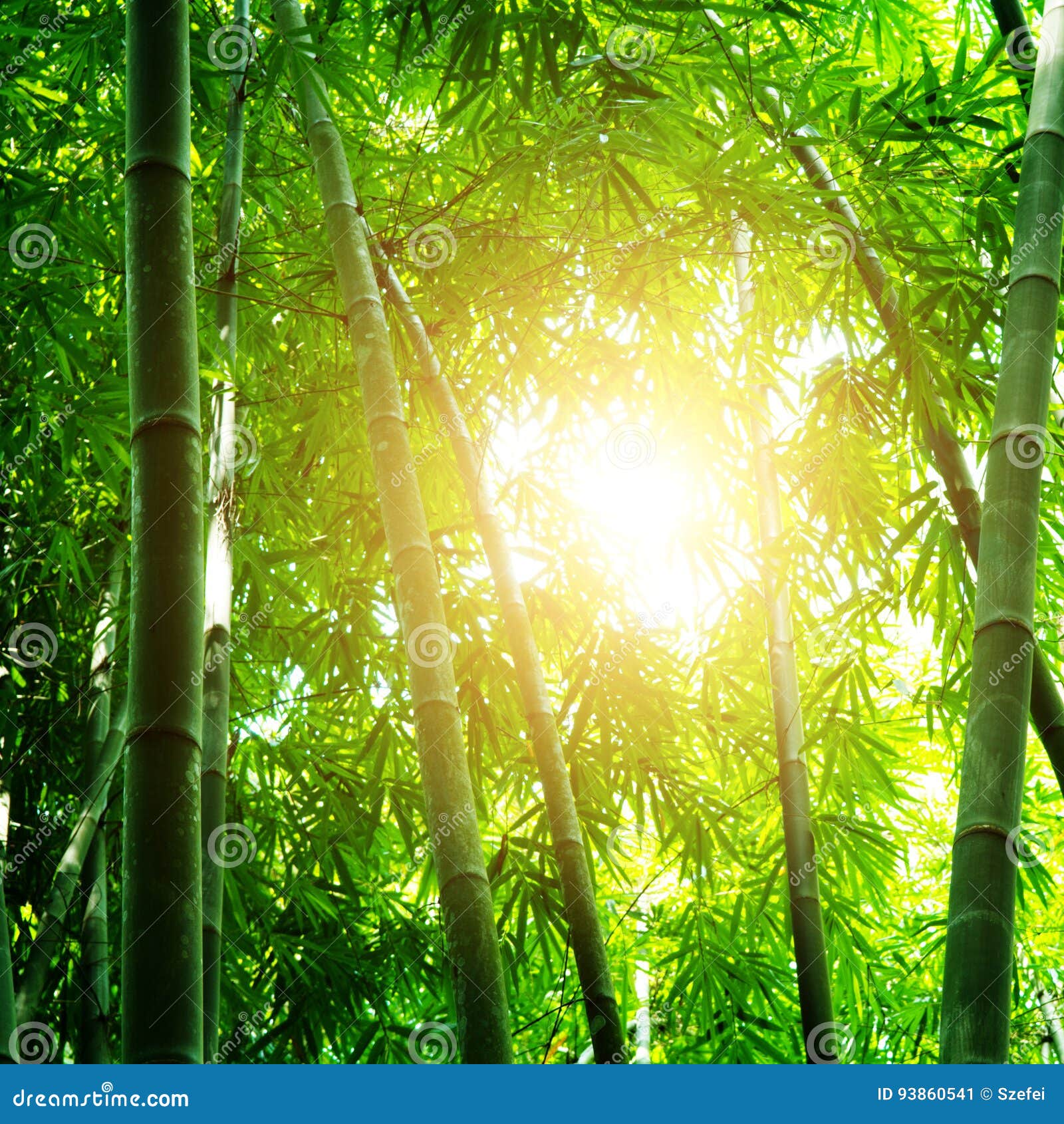 Beautiful bamboo forest stock image. Image of background - 93860541