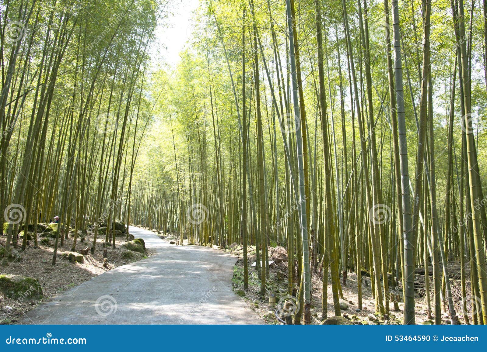 Beautiful Bamboo Forest in Taiwan Stock Photo - Image of road ...