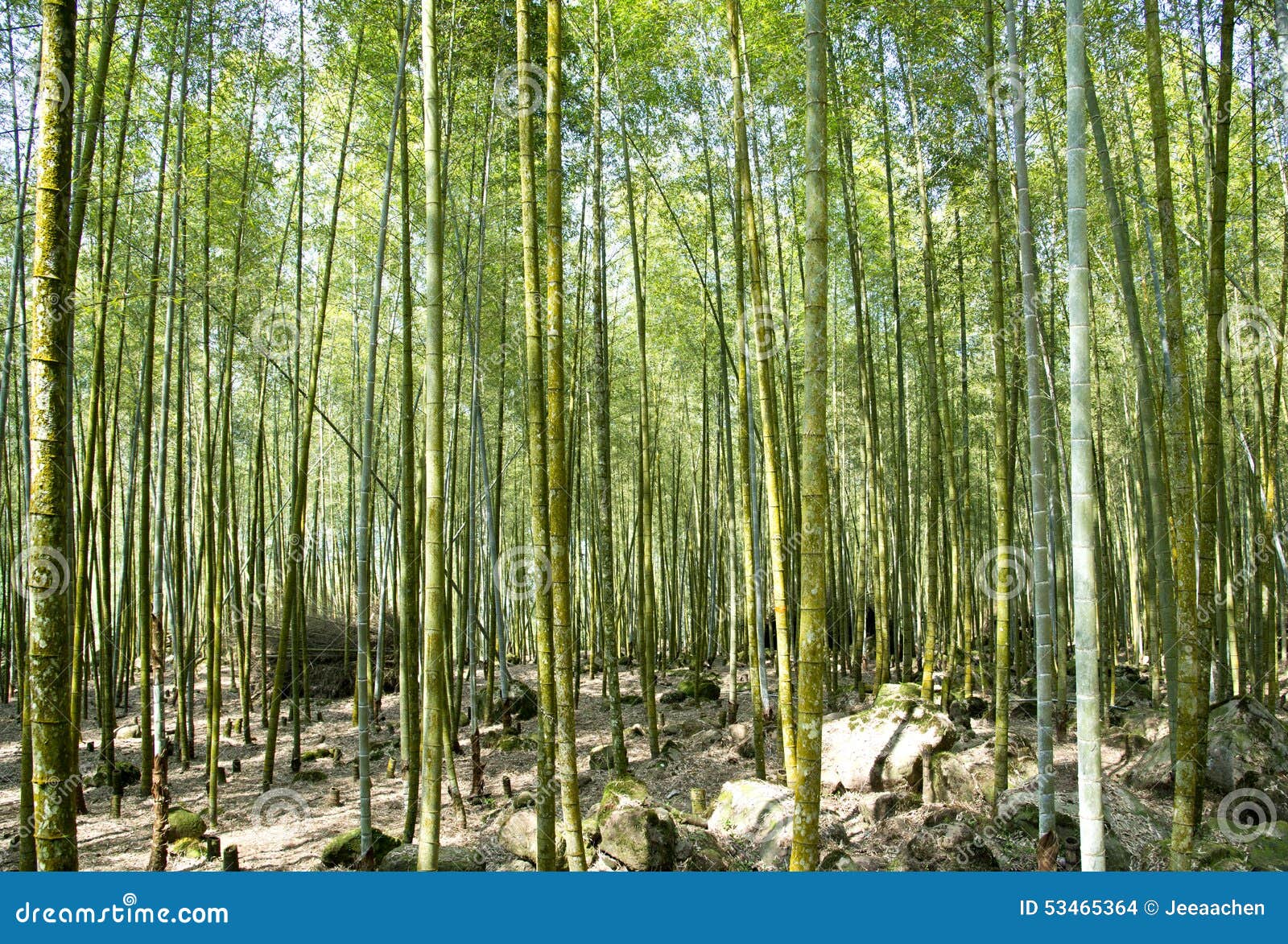 Beautiful Bamboo Forest in Taiwan Stock Photo - Image of environment ...