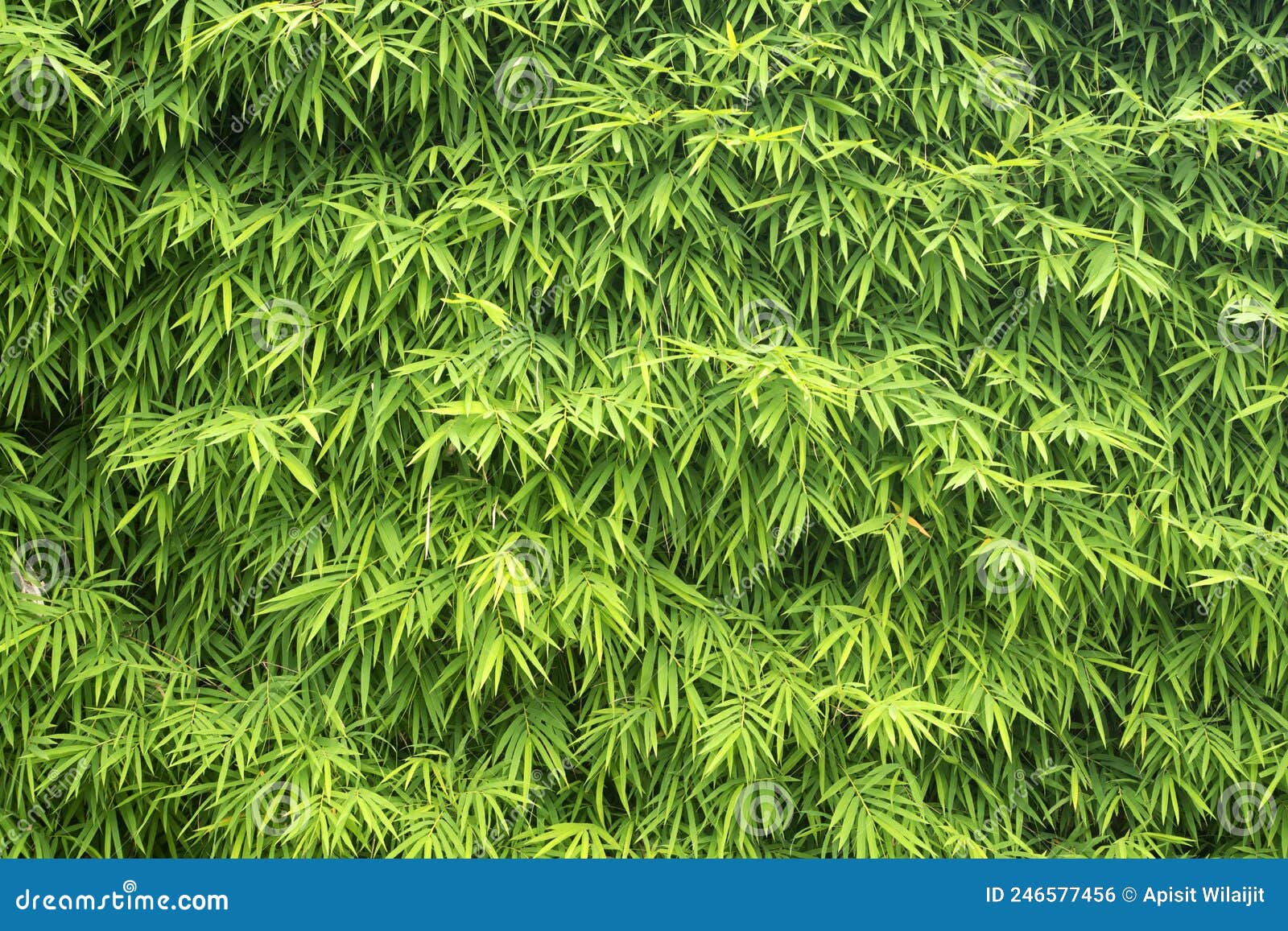 Beautiful Bamboo Leaves Pattern for Nature Background. Stock Photo ...