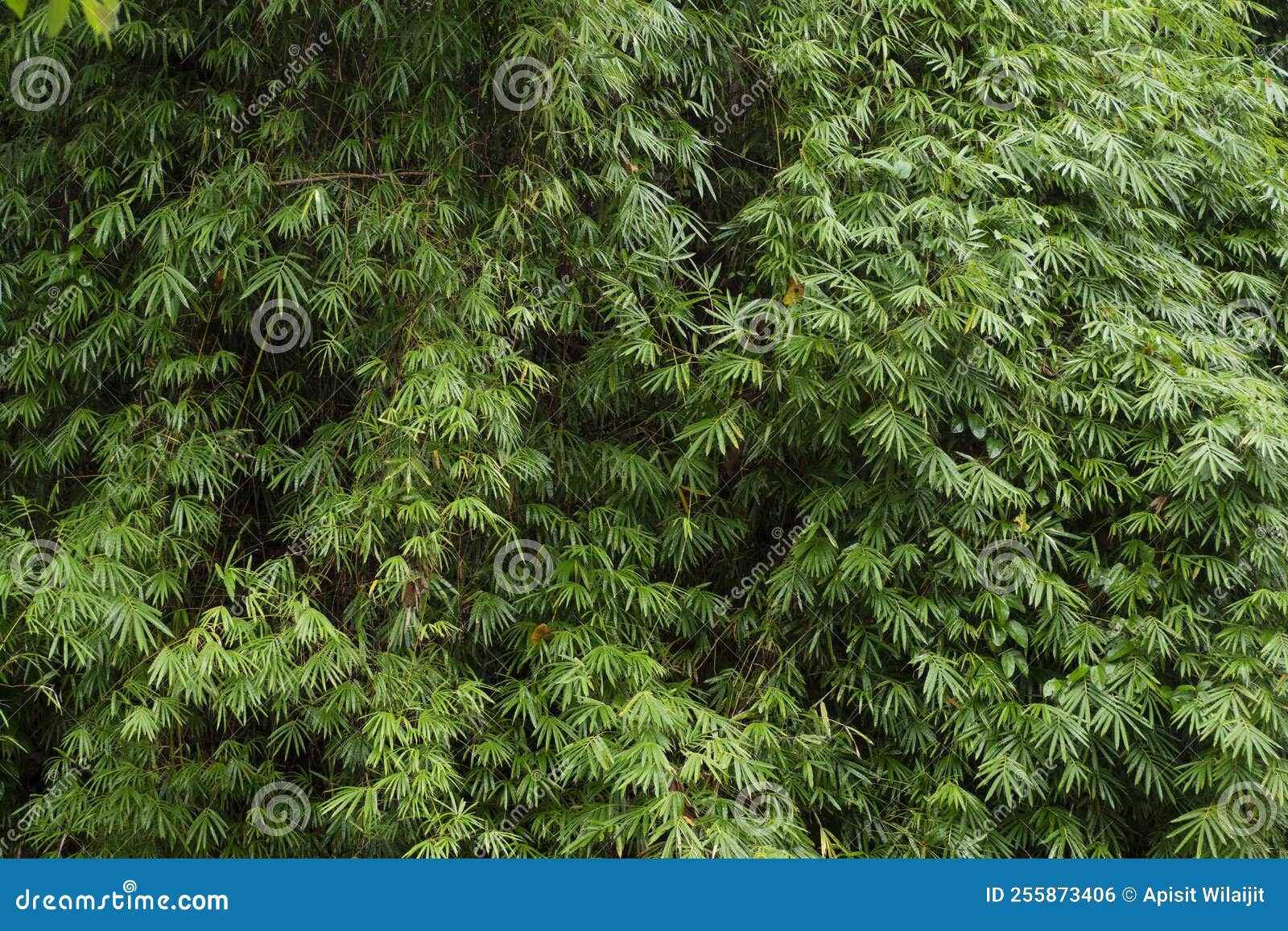 Beautiful Bamboo Leaves Pattern for Nature Background. Stock Photo ...