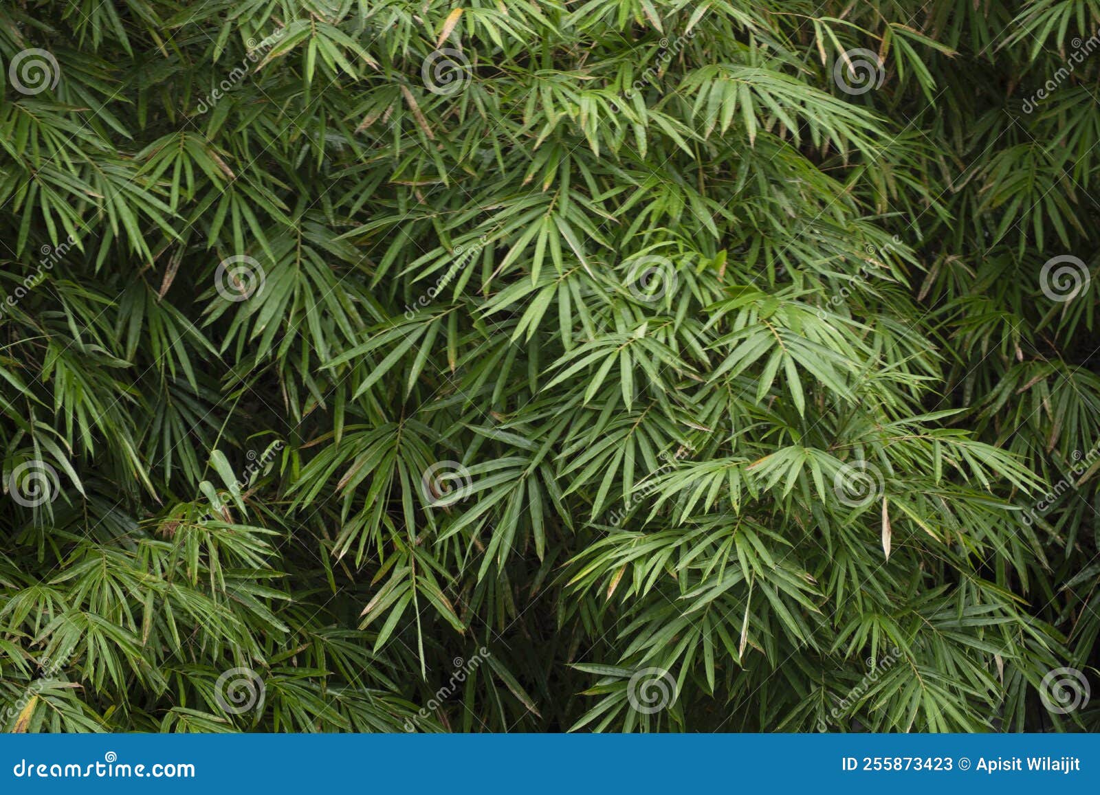 Beautiful Bamboo Leaves Pattern for Nature Background. Stock Image ...