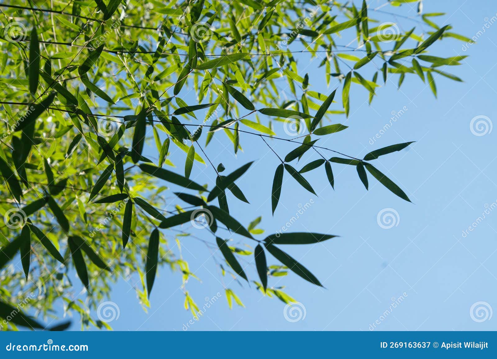 Beautiful Bamboo Leaves Pattern for Nature Background. Stock Image ...