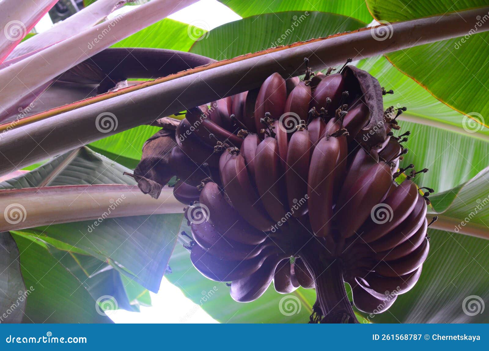 Beautiful Banana Tree with Fruits, Low Angle View Stock Image - Image ...