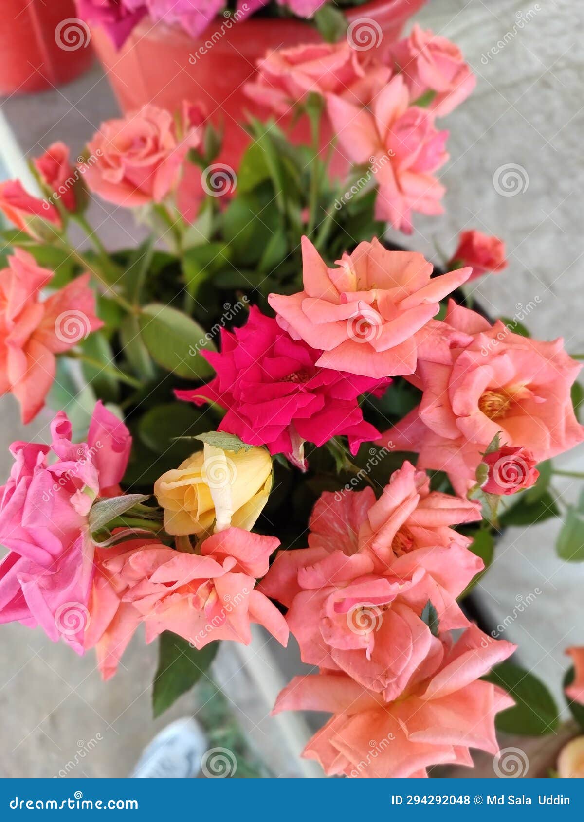 Beautiful Banquet of Multiple Colours Rose Flowers Stock Photo - Image ...