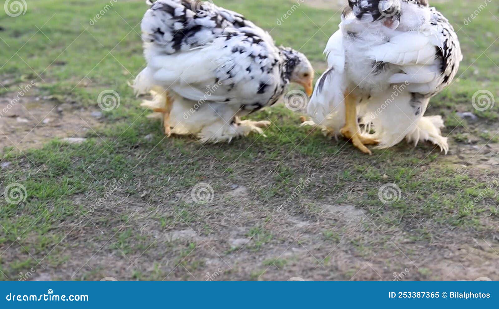 Beautiful Bantam Chicken Pair in a Barnyard Stock Video - Video of ...