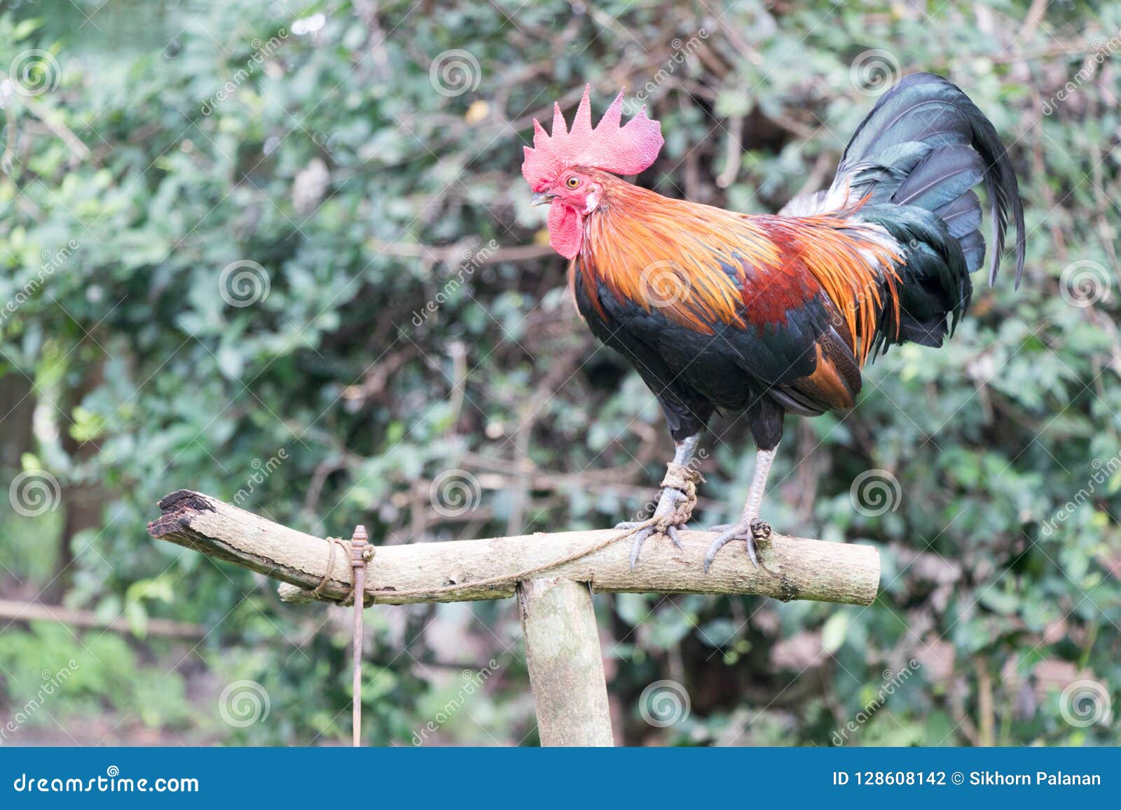Beautiful bantam chicken stock photo. Image of yellow - 128608142