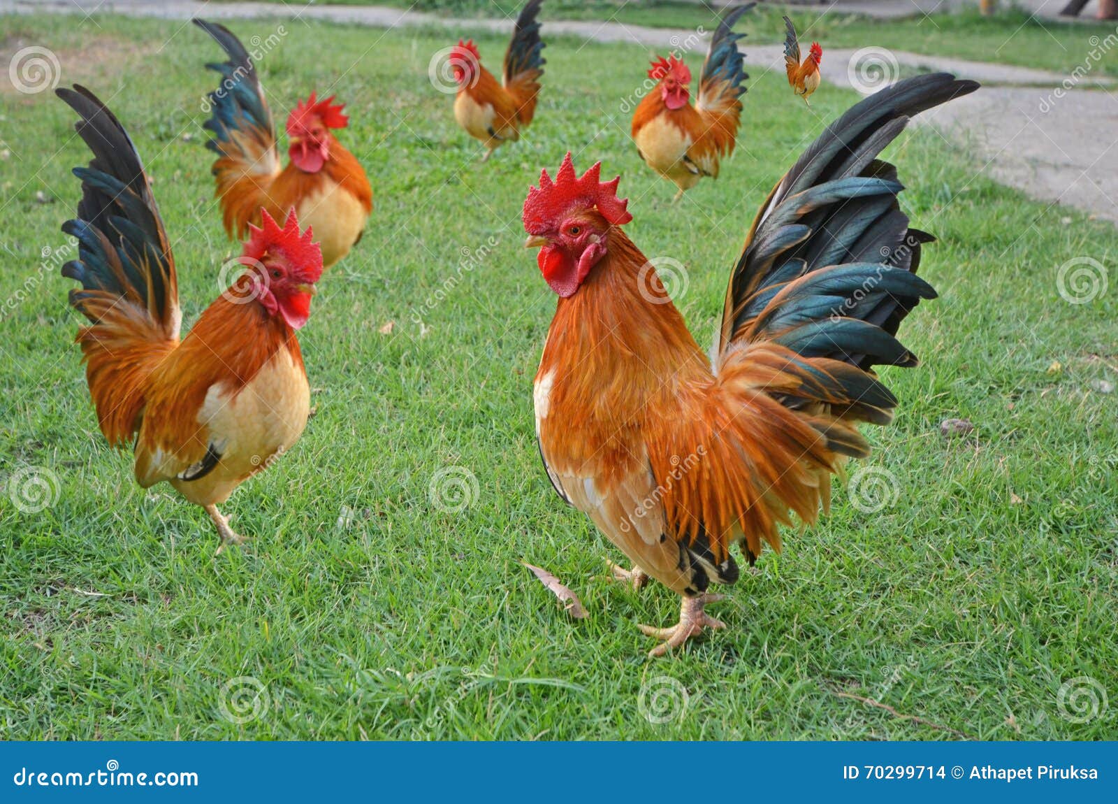 Beautiful Bantam Crowd on the Green Grass Stock Photo - Image of ...