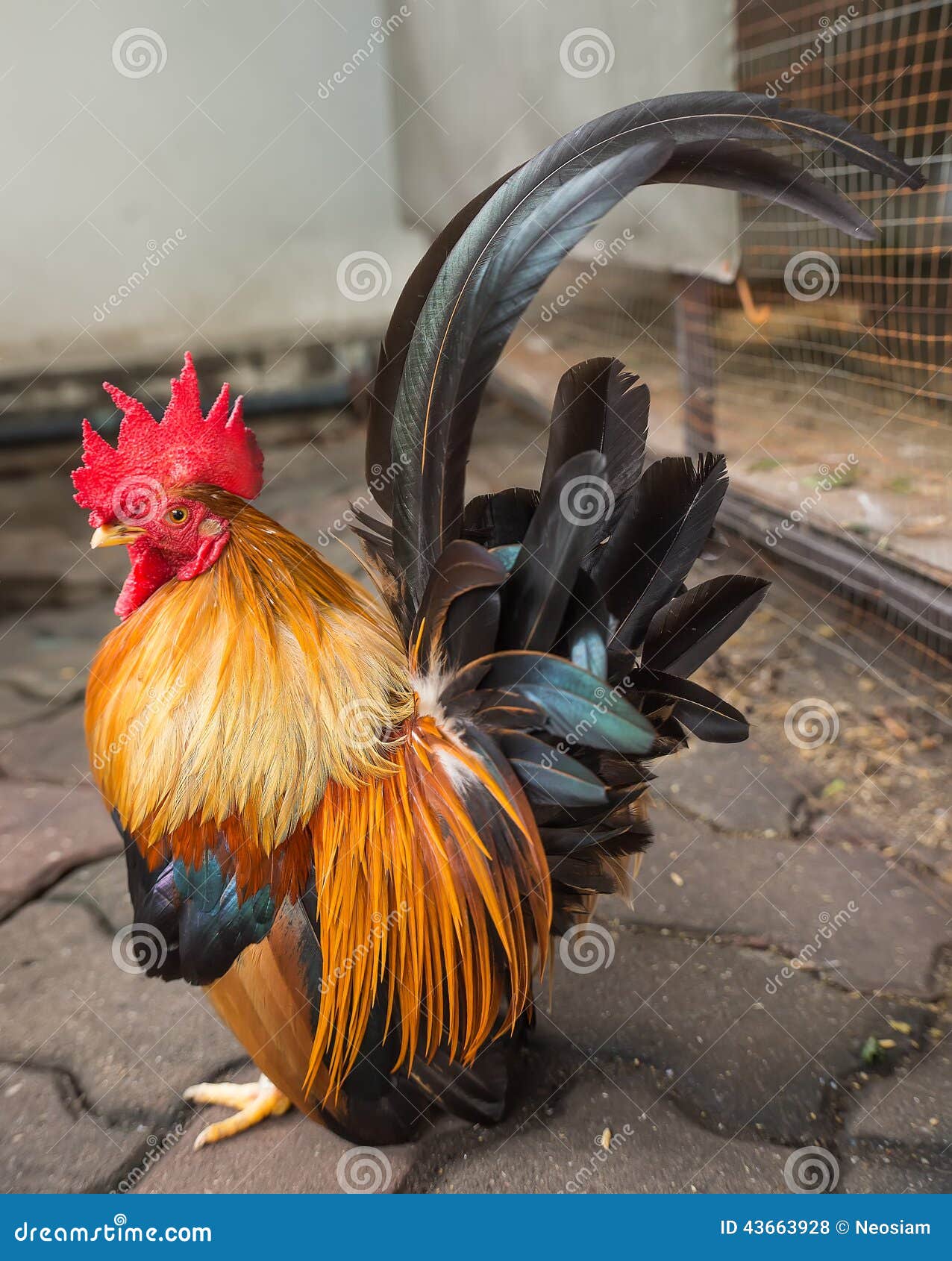 Beautiful bantam stock photo. Image of chicken, close - 43663928