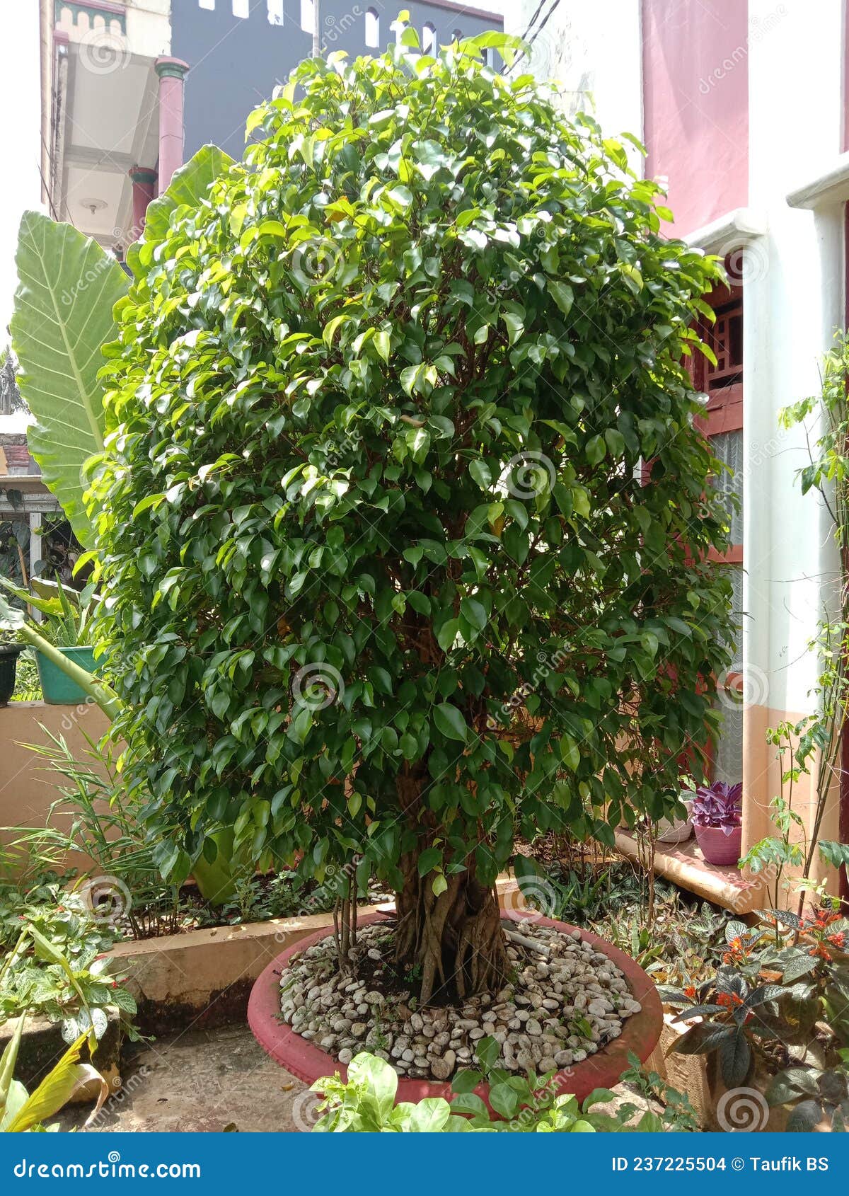 Beautiful Banyan Tree in a Big Pot Stock Photo - Image of tree ...