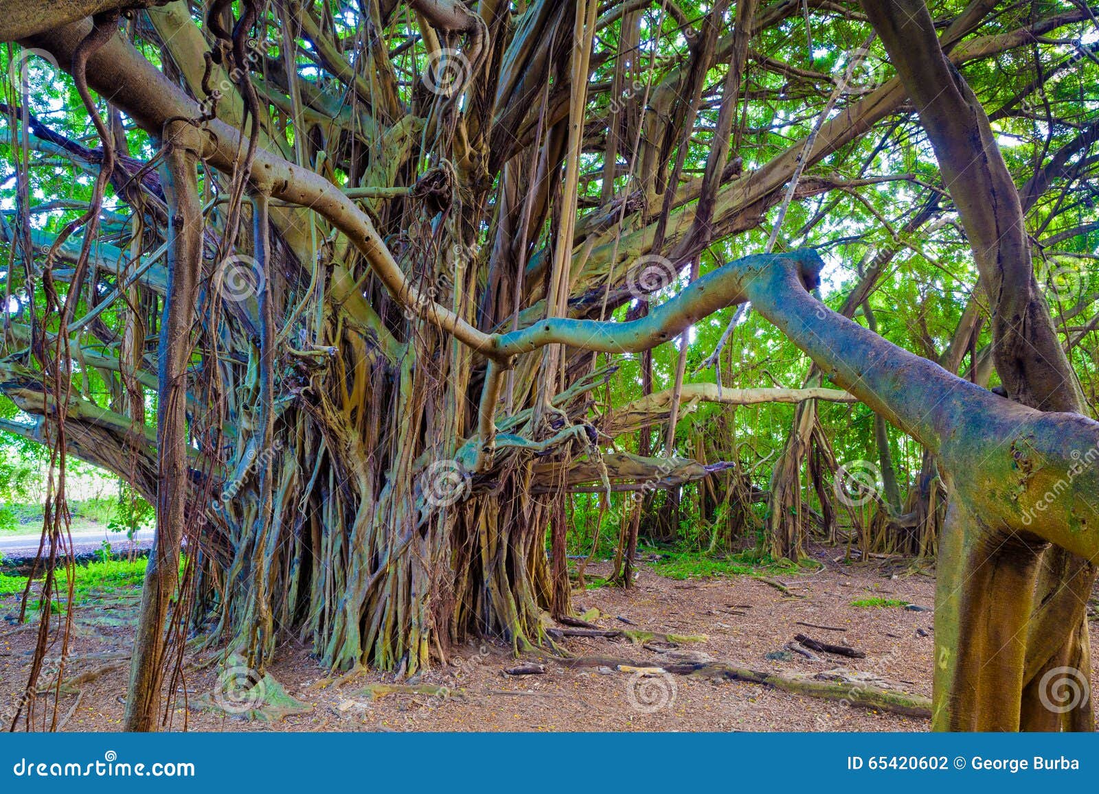 Beautiful banyan tree stock photo. Image of canopy, grove - 65420602