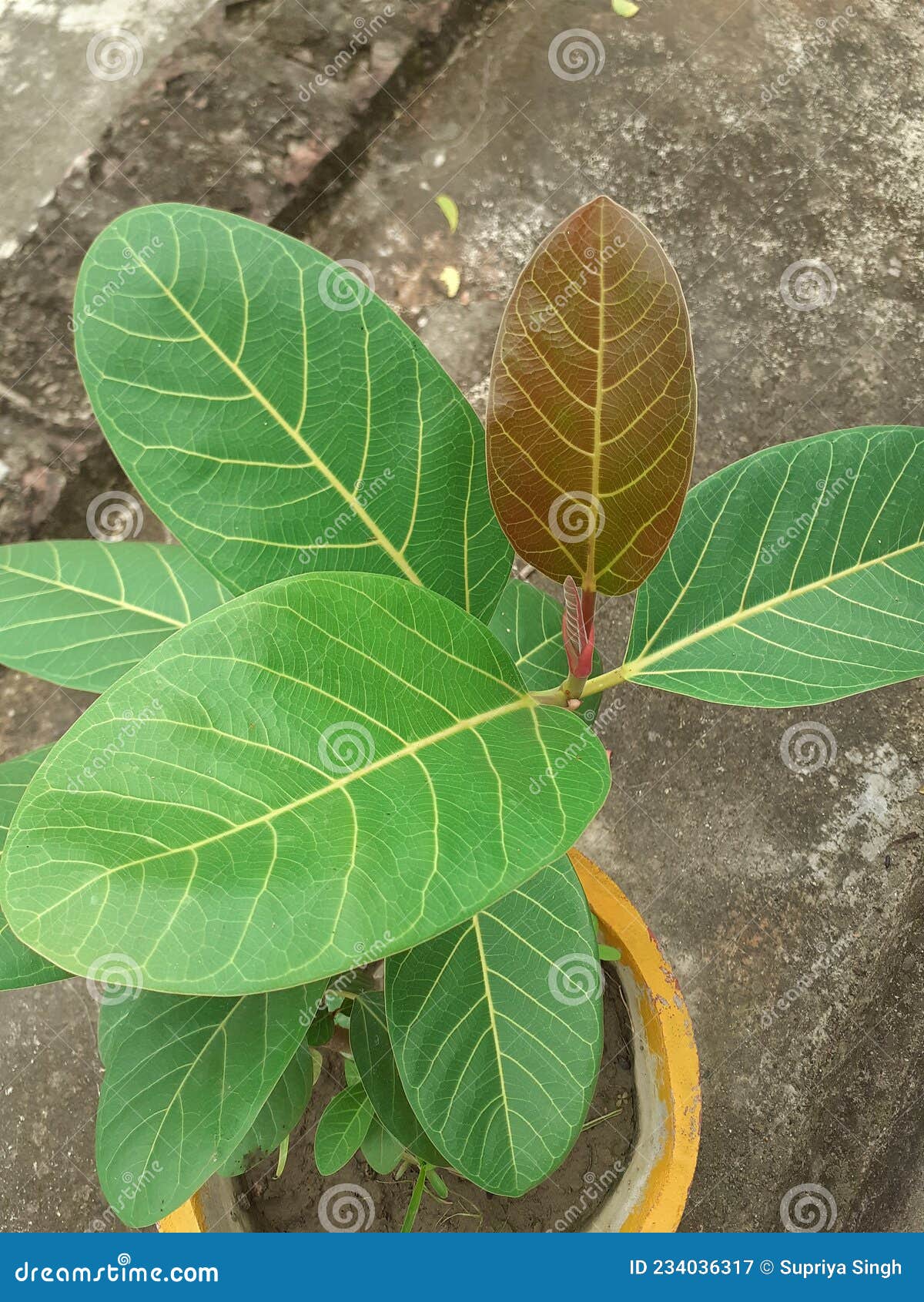 Beautiful Banyan Tree in the Pot Stock Image - Image of food, evergreen ...