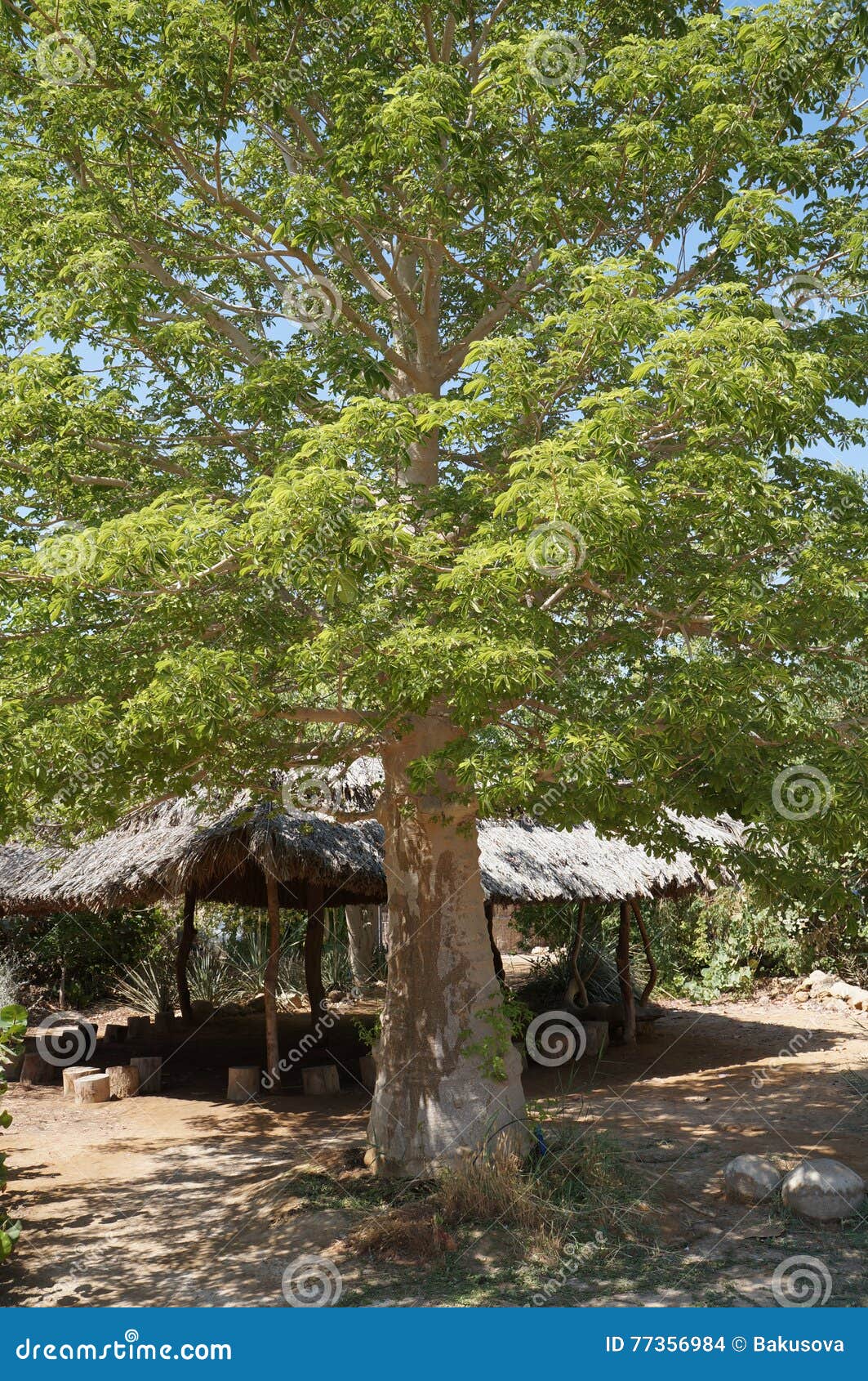 Beautiful baobab tree stock photo. Image of angola, reserve - 77356984