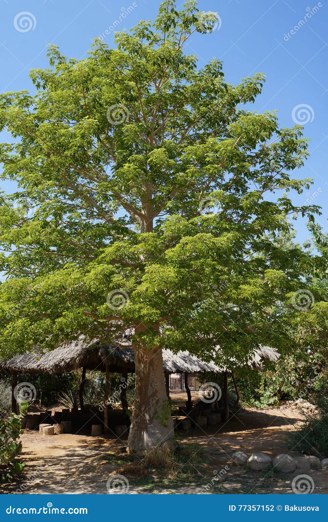 Beautiful baobab tree stock photo. Image of bush, outdoors - 77357152
