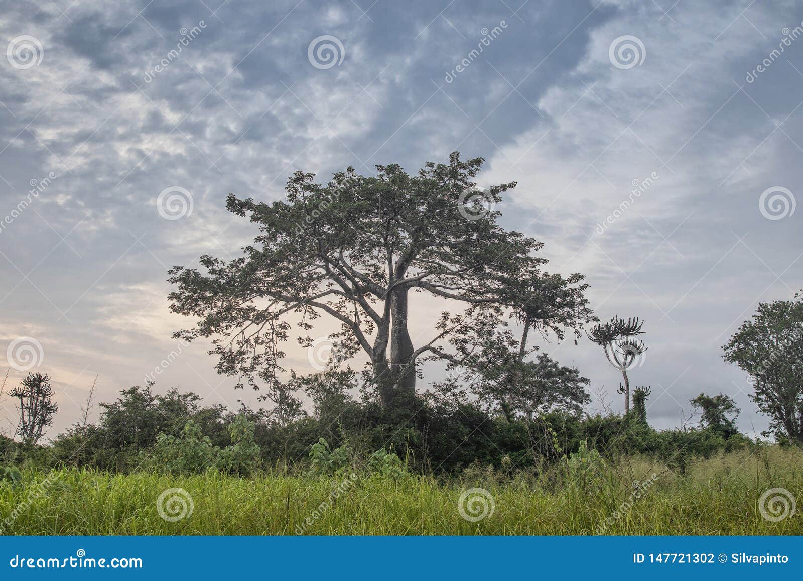 Beautiful Baobab Tree with Light of Sunrise and Vegetation. Angola ...