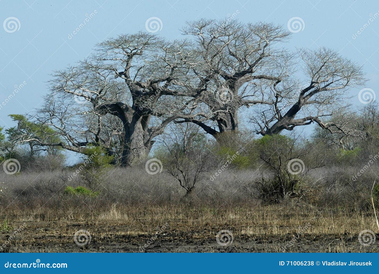Beautiful Baobab Tree, Mozambique Stock Photo - Image of baobab ...