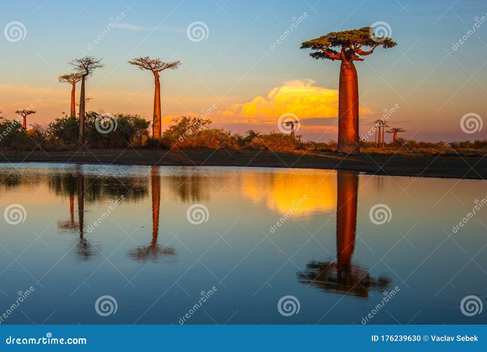 Beautiful Baobab Trees at Sunset Stock Photo - Image of extraordinary ...