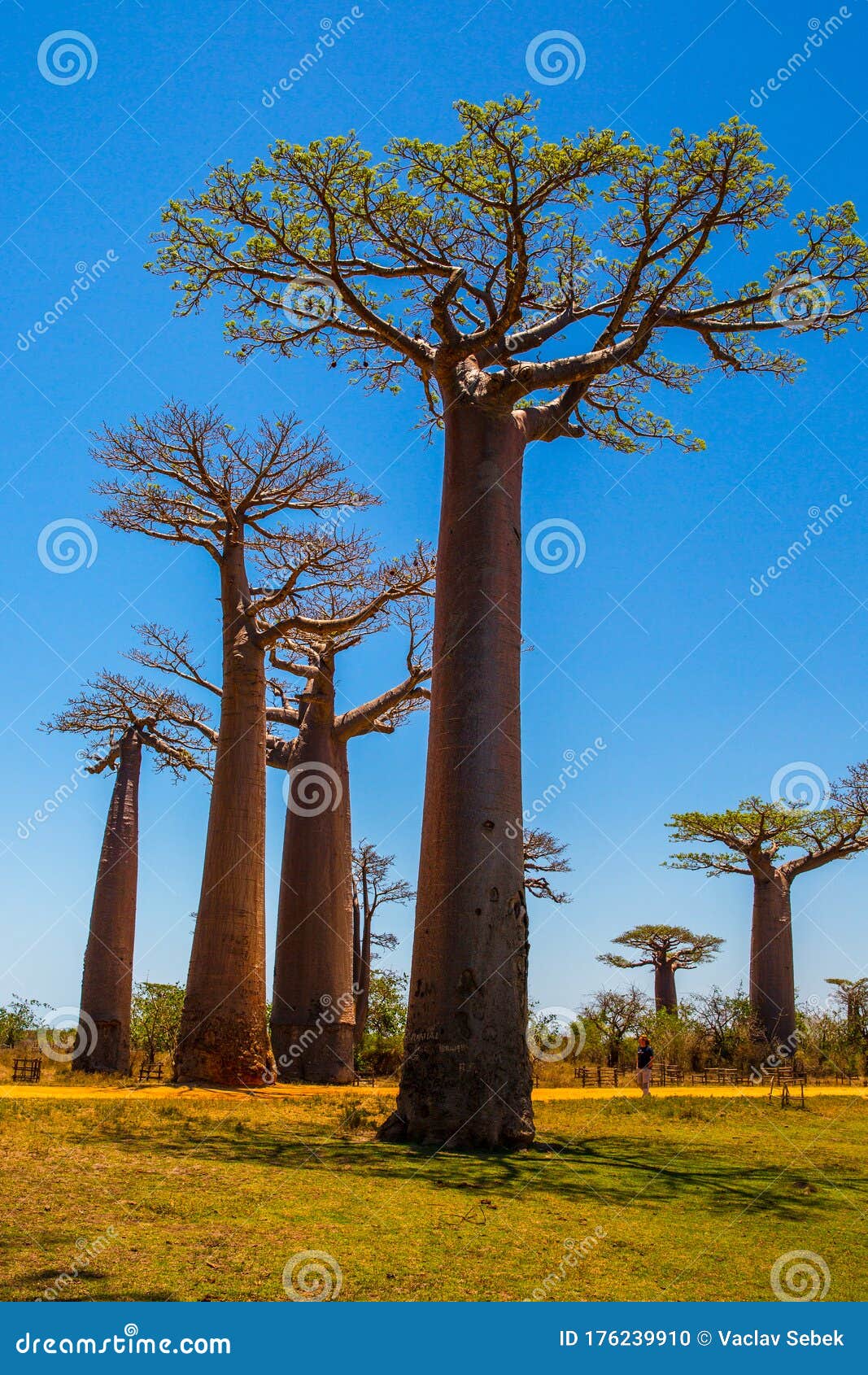 Beautiful Baobab Trees at Sunset Stock Photo - Image of green, panorama ...